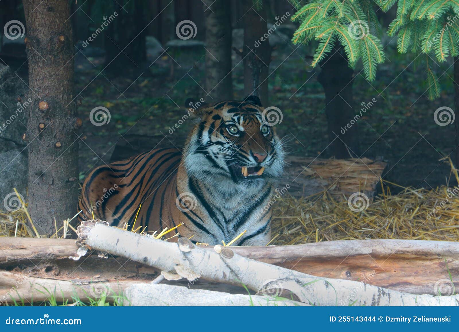 A Beautiful Tiger Lies Under a Tree in the Wild. Stock Photo - Image of ...
