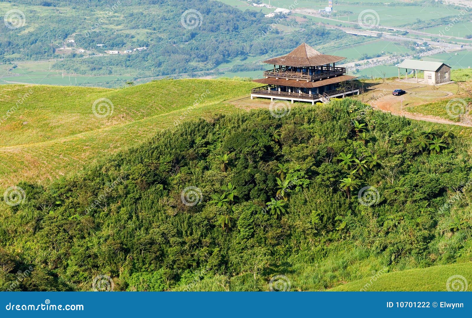Beautiful tiger lily farm stock photo. Image of blossom - 10701222