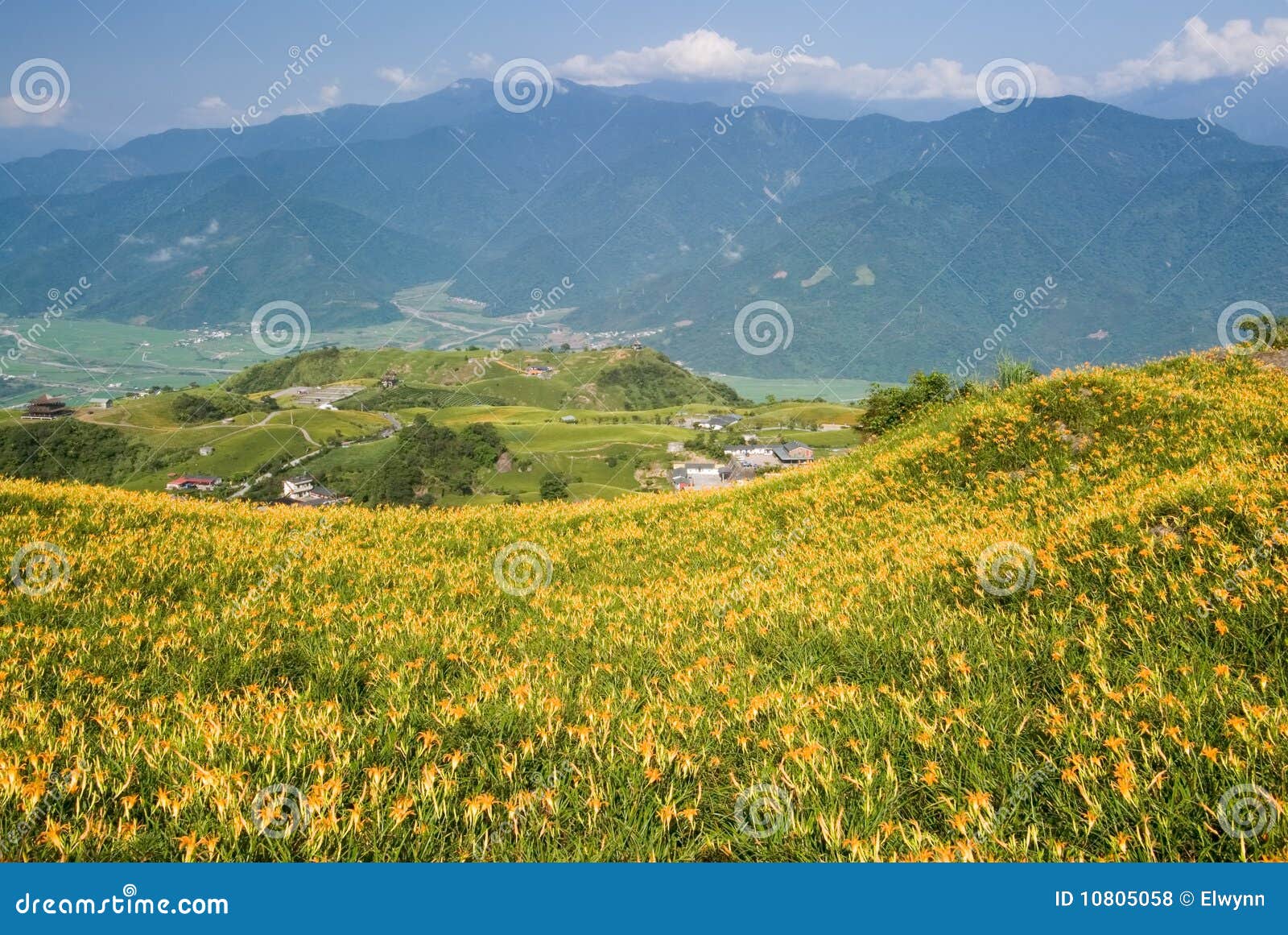 Beautiful tiger lily farm stock photo. Image of countryside - 10805058