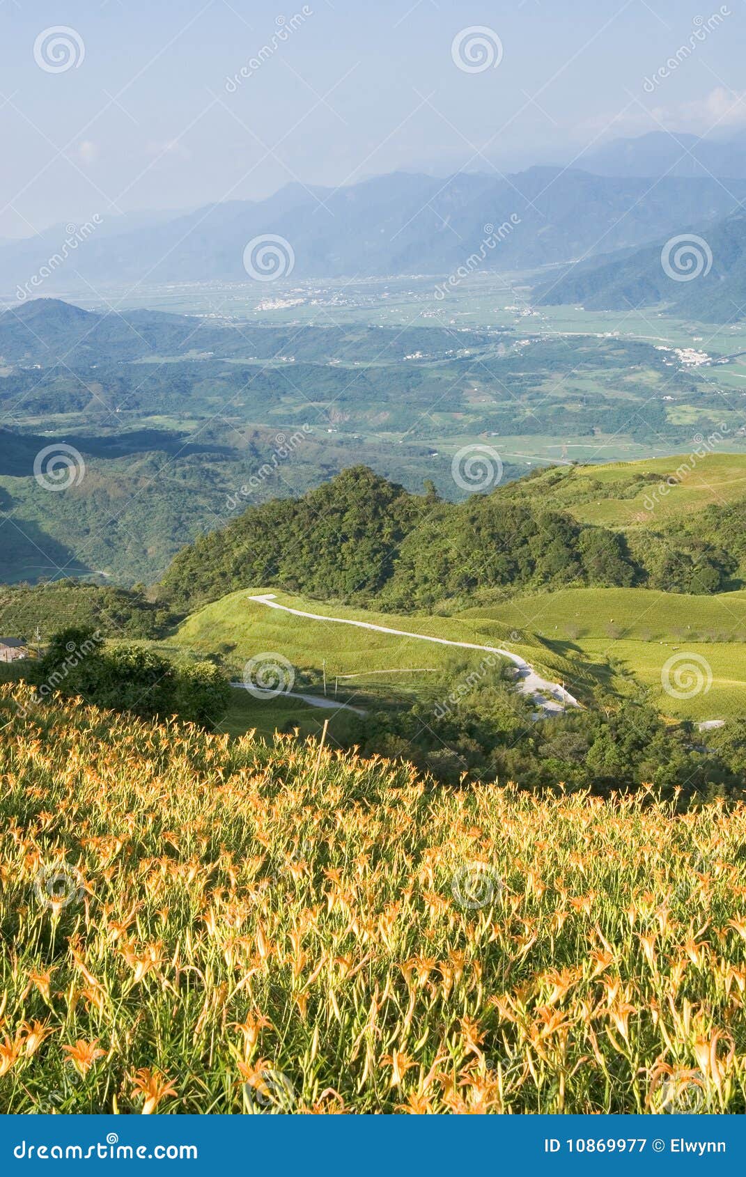 Beautiful tiger lily farm stock image. Image of mountain - 10869977
