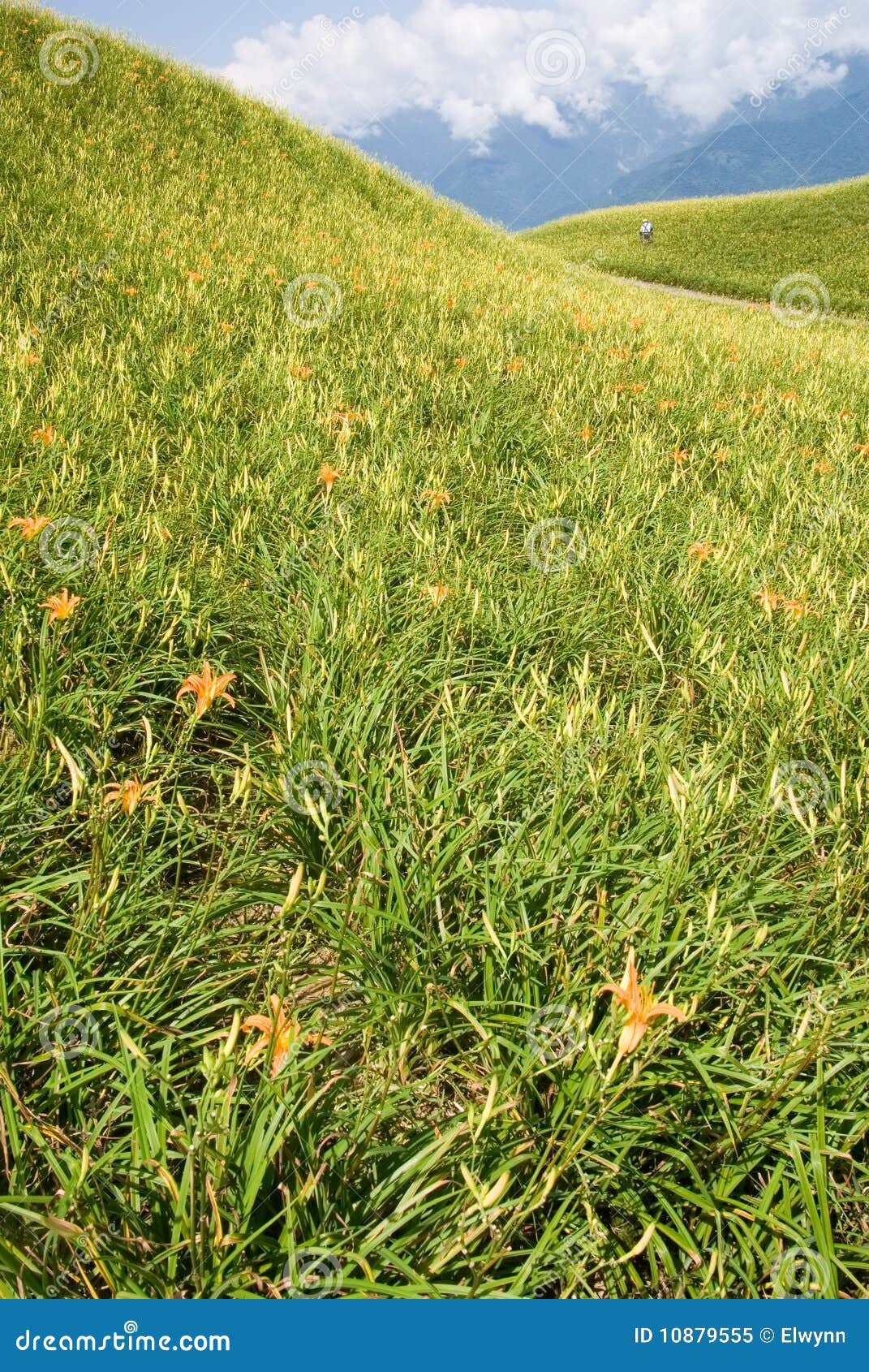 Beautiful tiger lily farm stock image. Image of country - 10879555