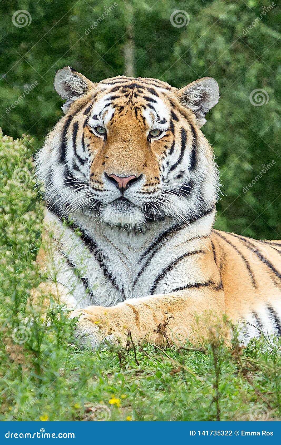 Tiger Lying Grass Stock Photos - Download 1,340 Royalty Free Photos