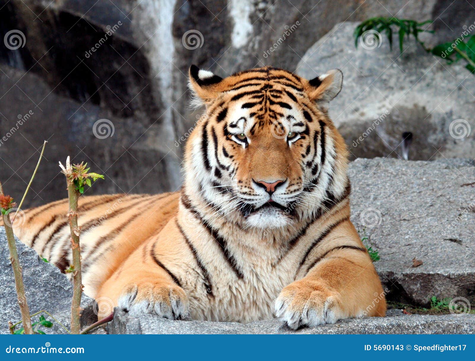 Beautiful Tiger portrait stock image. Image of beautiful - 5690143