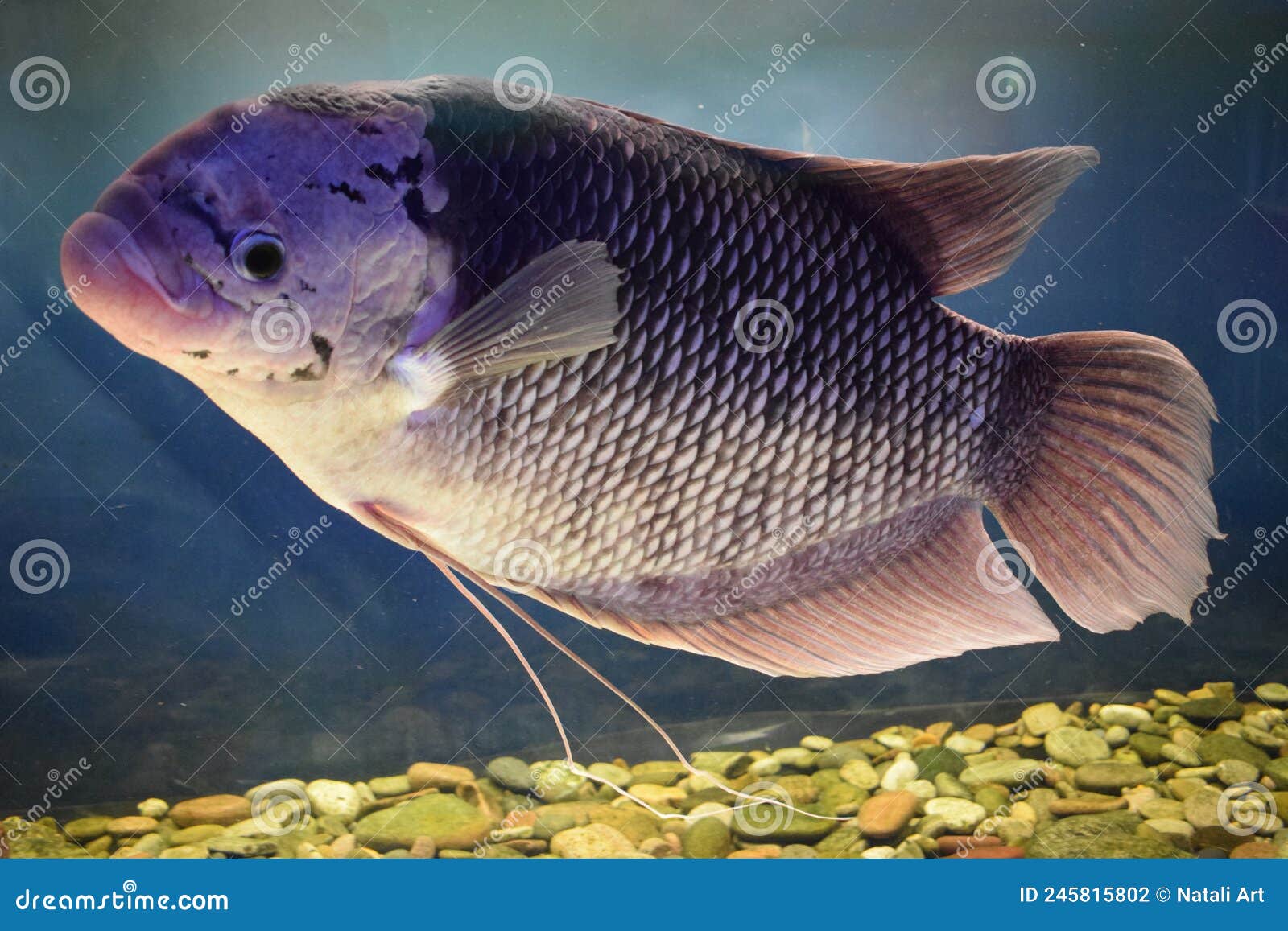 Beautiful Tilapia Fish in Water Stock Photo - Image of zebra, alive ...
