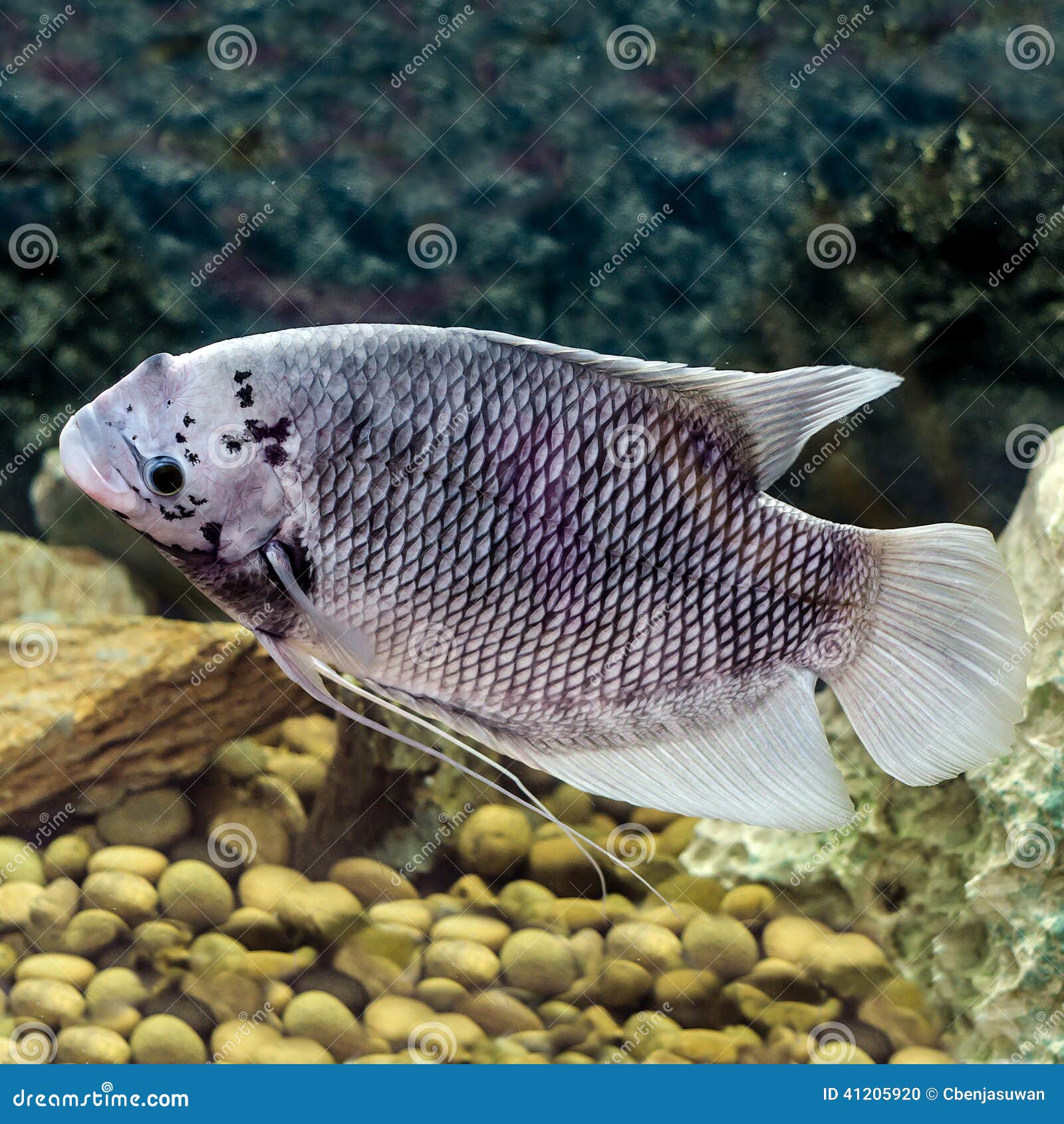 Beautiful tilapia fish stock photo. Image of aquaculture - 41205920