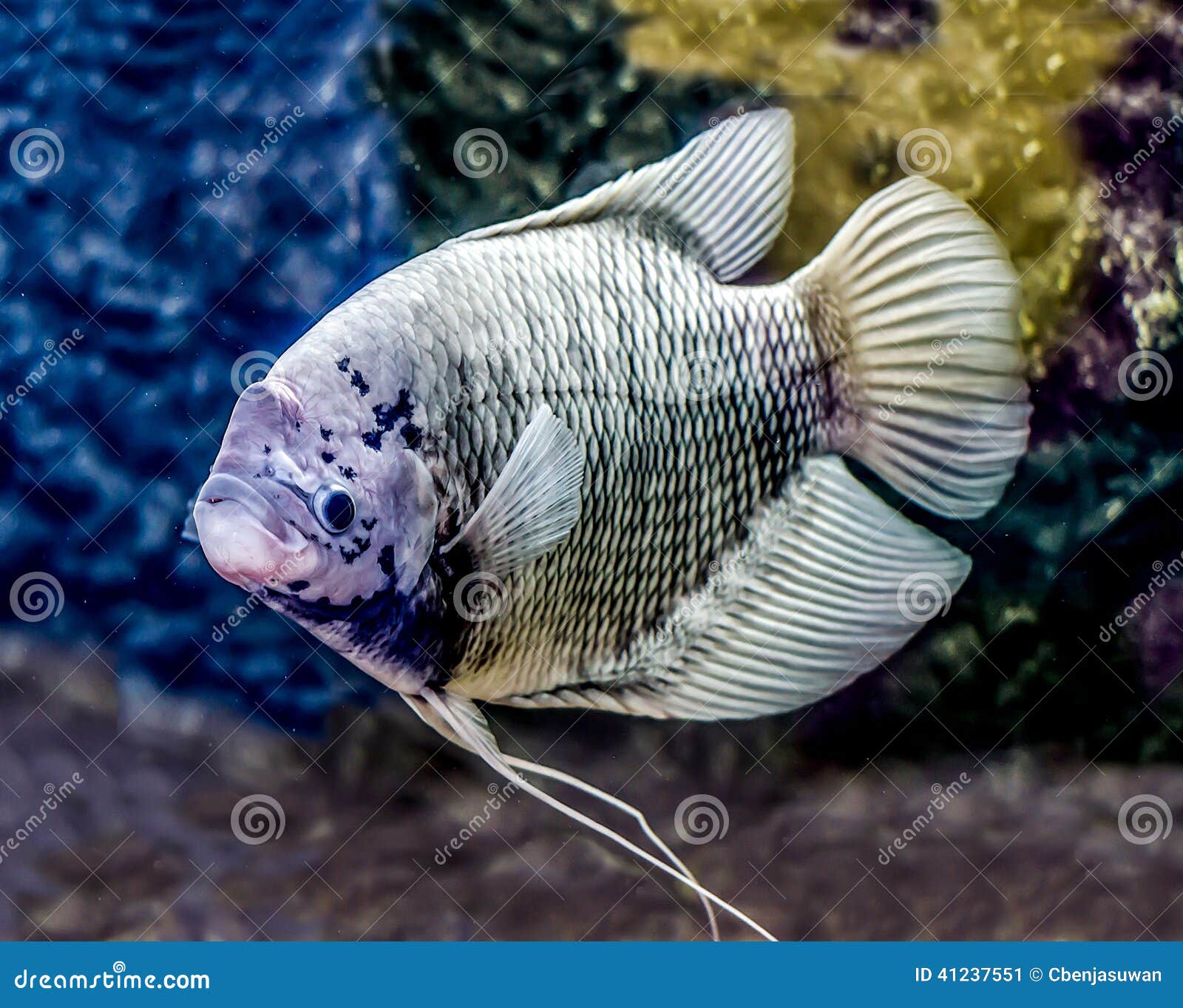 Beautiful tilapia fish stock image. Image of nile, aquaculture - 41237551