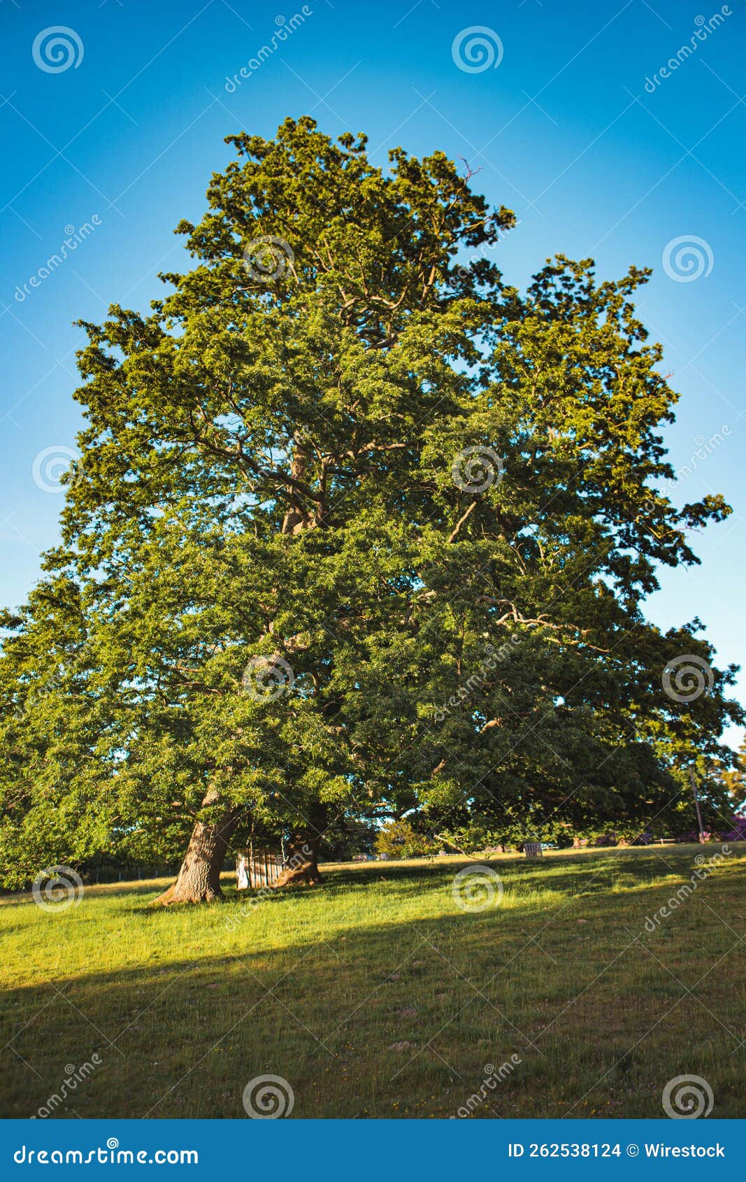 Beautiful Tilted Oak Tree in the Scenic Green Park Stock Photo - Image ...