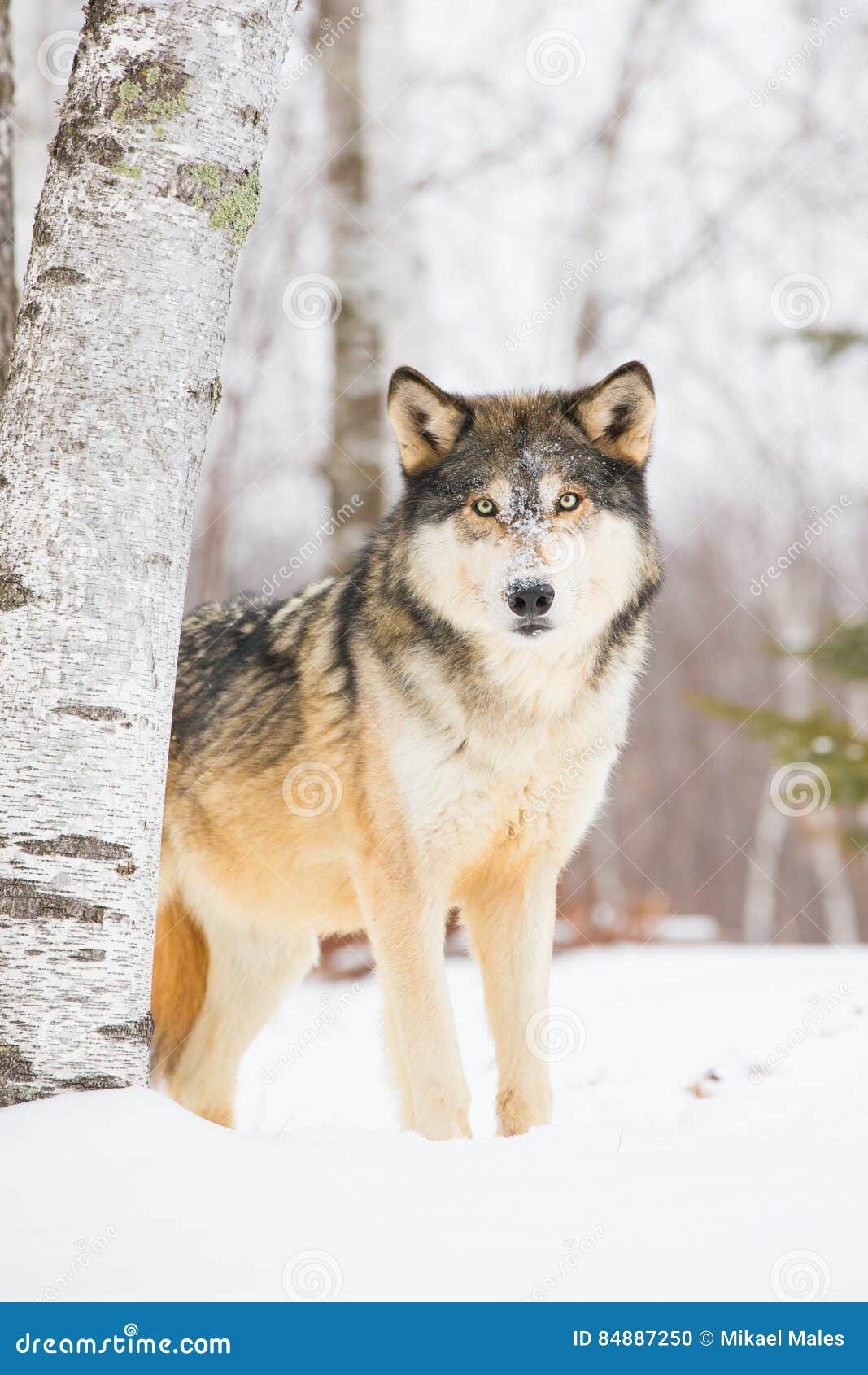 Beautiful Timber Wolf in Snow Stock Photo - Image of nature, mammal ...