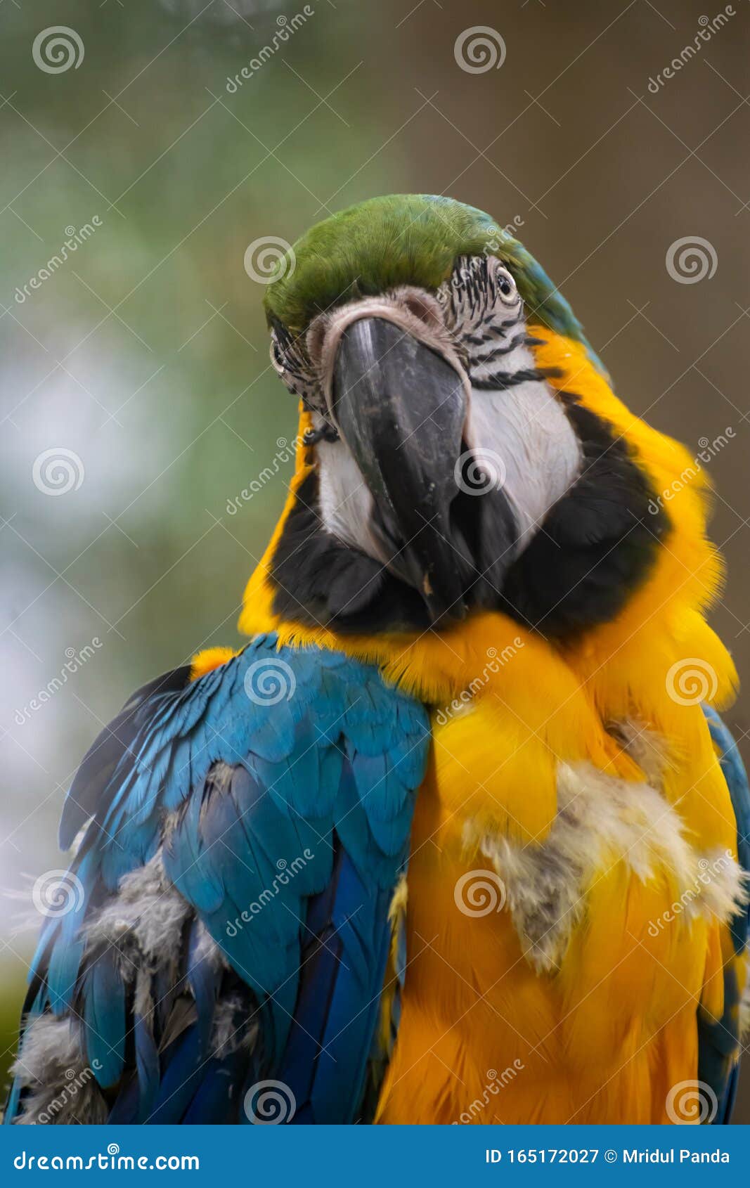 Beautiful Tiny Angry Parrot in the Woods Stock Image - Image of garden ...