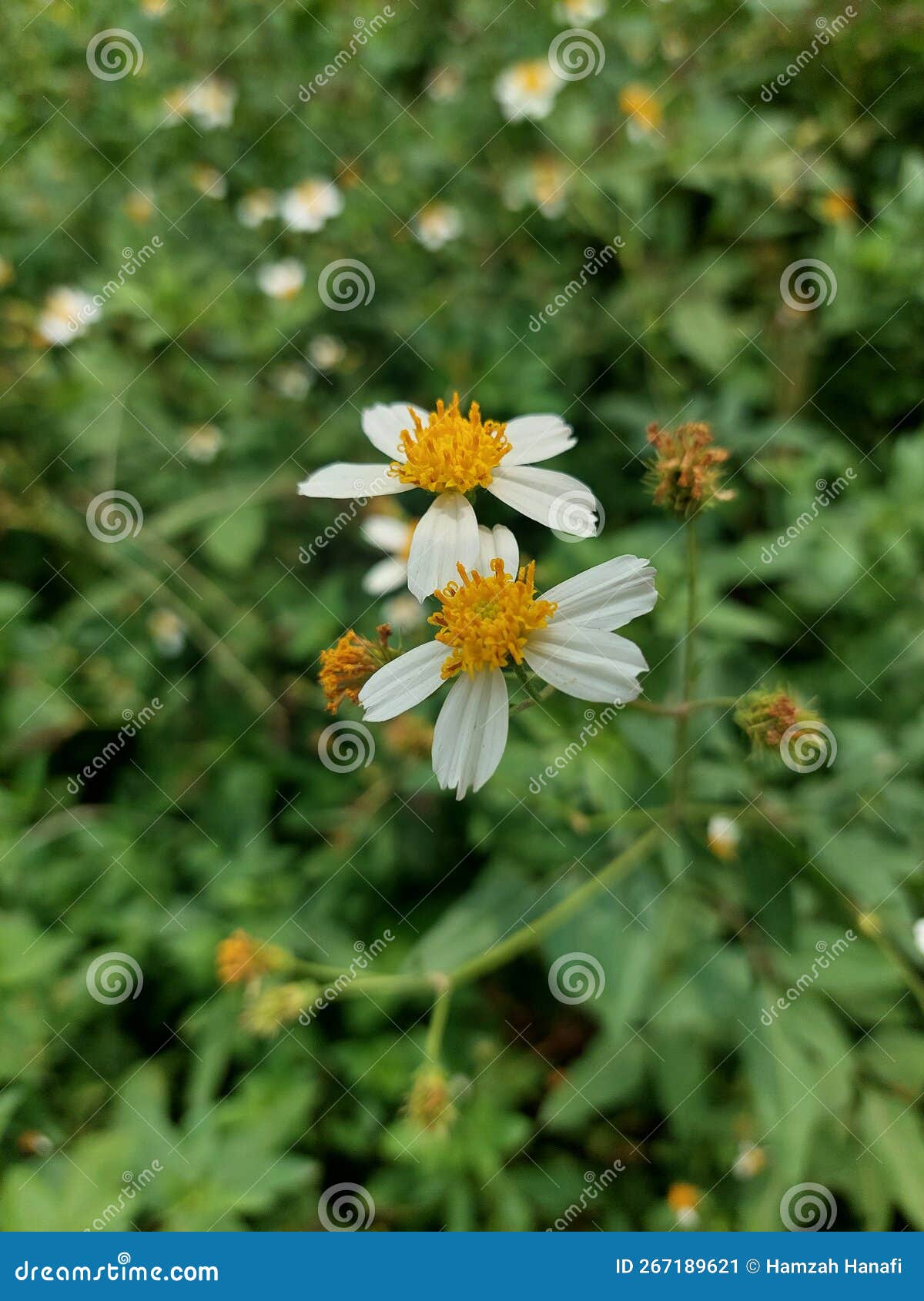 Beautiful Tiny Bright Flowers on Sideways Stock Image - Image of yellow ...