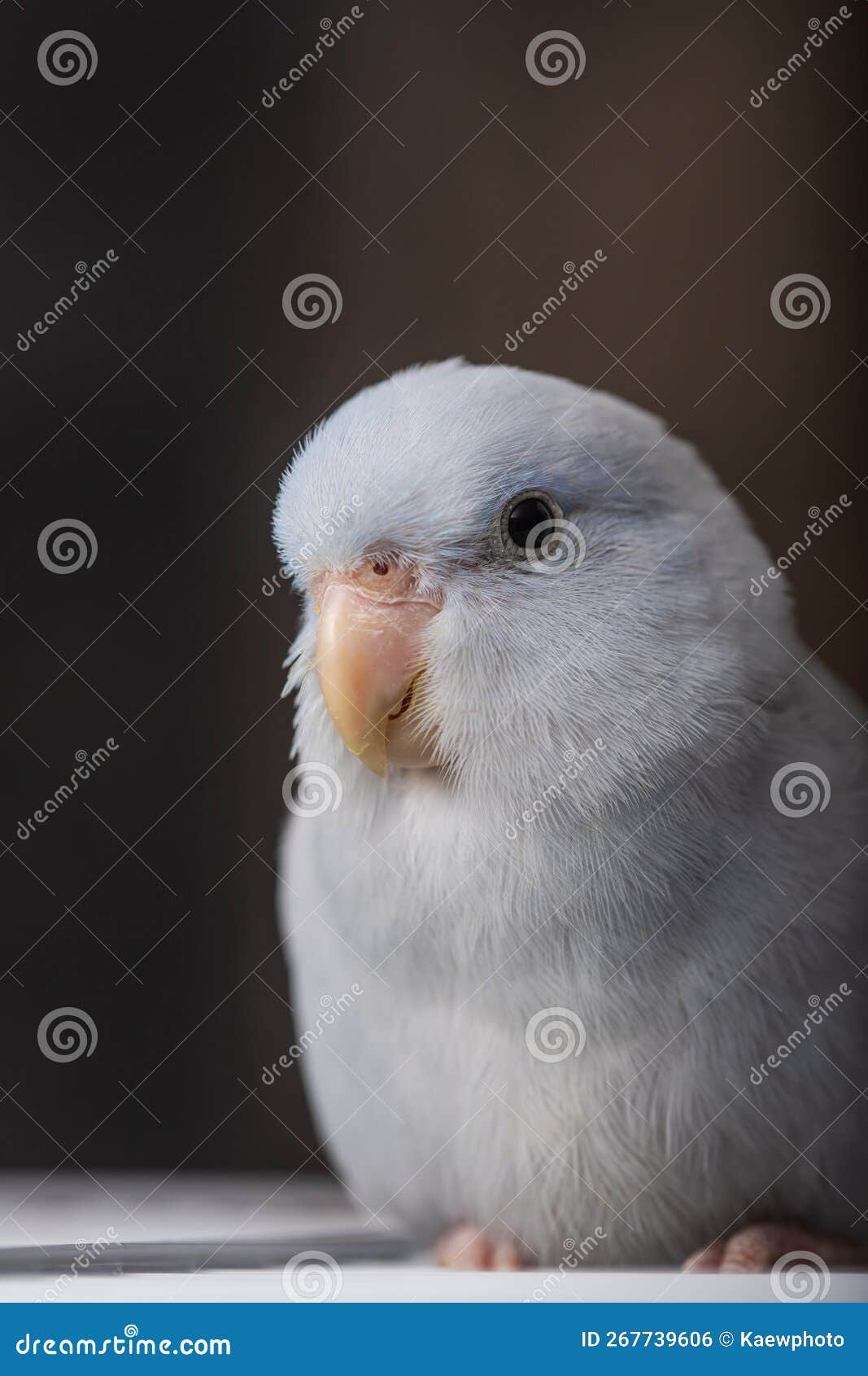 White Forpus Parrot is a Cute Little Bird. Cute Pet Can Be Tamed Stock ...