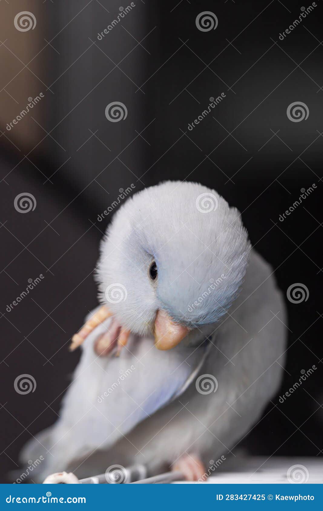 Beautiful Tiny Cute Forpus Parrot Bird, Exotic Pet Stock Image - Image ...