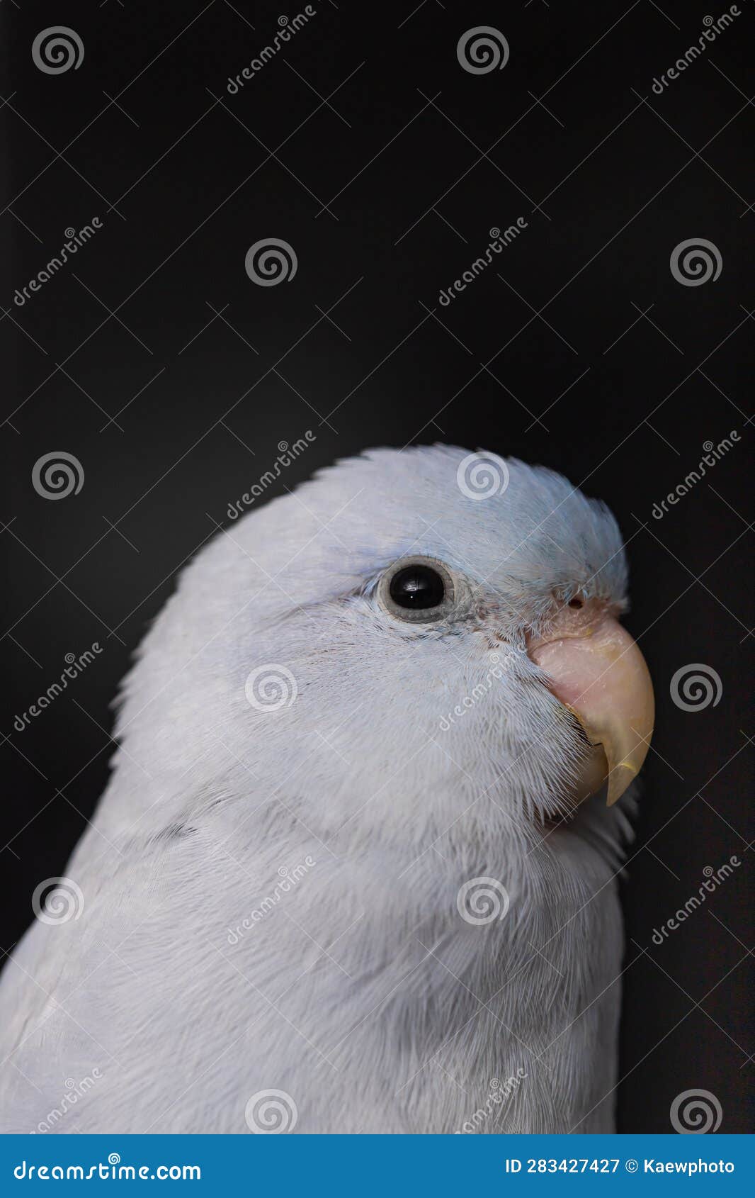 Beautiful Tiny Cute Forpus Parrot Bird, Exotic Pet Stock Image - Image ...