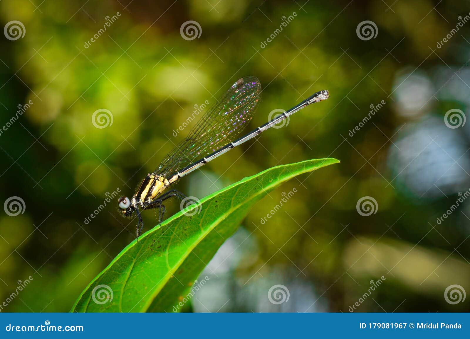 A Beautiful Tiny Dragonfly is Sitting on a Leaf Stock Image - Image of ...