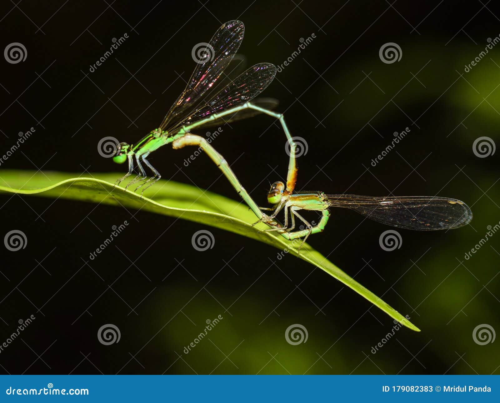 A Beautiful Tiny Dragonfly is Sitting on a Leaf Stock Image - Image of ...