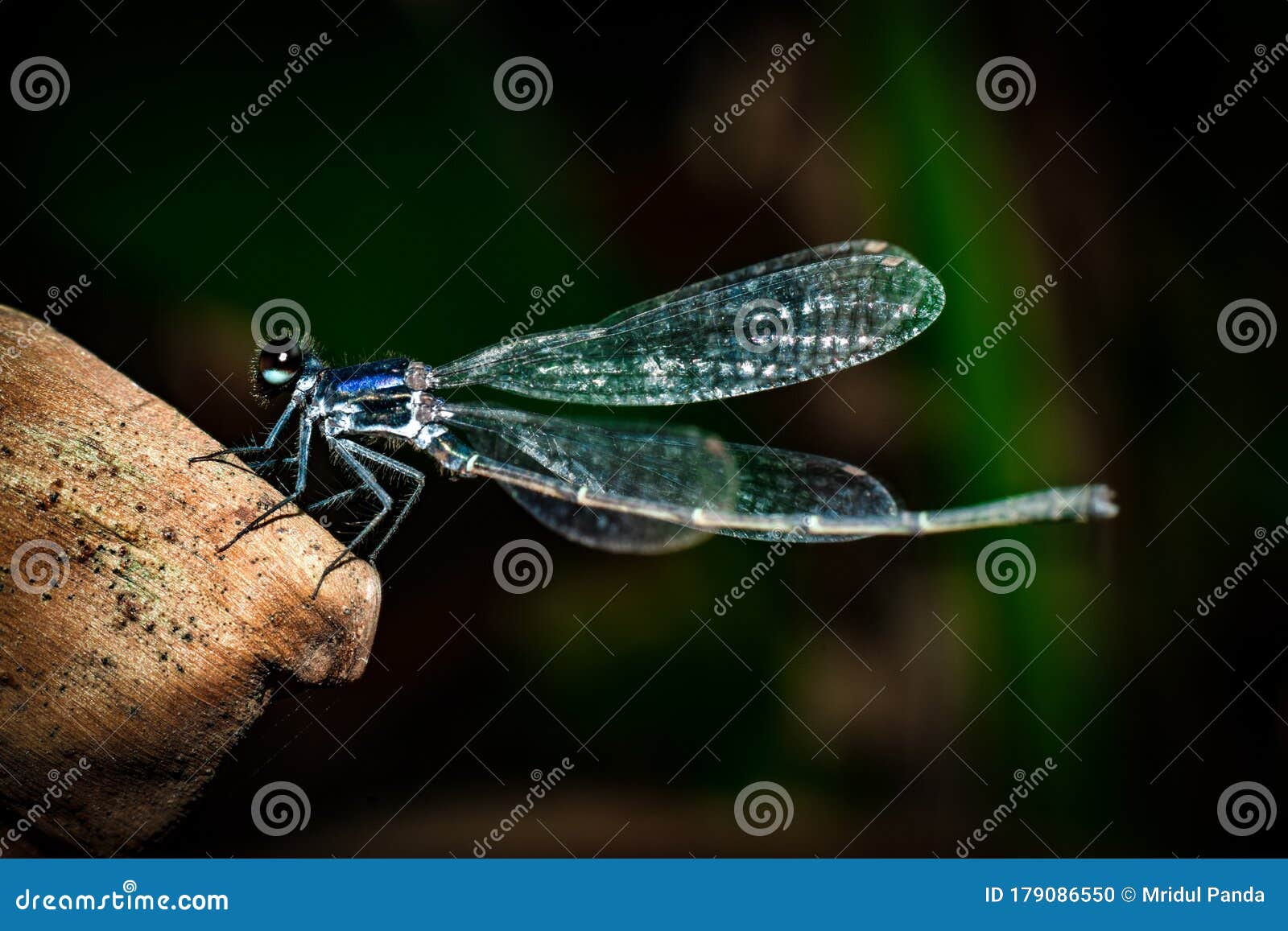 A Blue Little Tiny Dragonfly is Sitting on a Leaf Stock Photo - Image ...