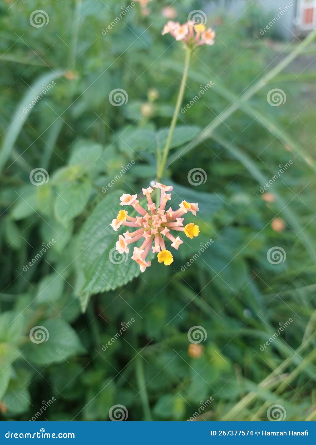Beautiful Tiny Flower on Sideways Stock Photo - Image of grass, flower ...