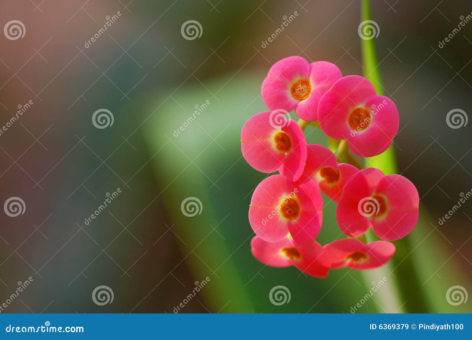 Beautiful Tiny Flowers stock image. Image of beautiful - 6369379