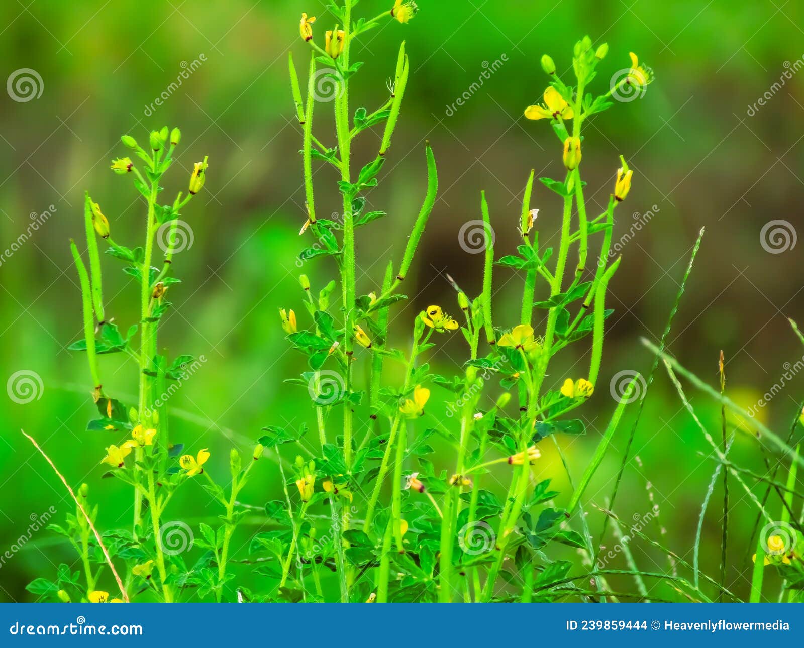 Beautiful Tiny Flowers and Seeds of a Wild Plant Stock Photo - Image of ...