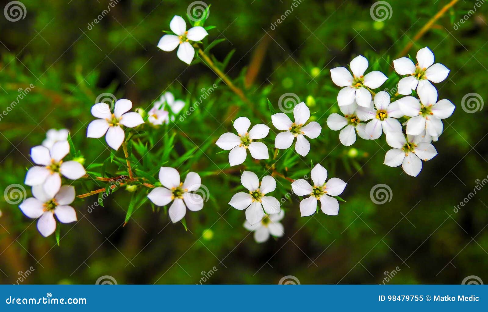Beautiful tiny flowers 1 stock image. Image of flowered - 98479755