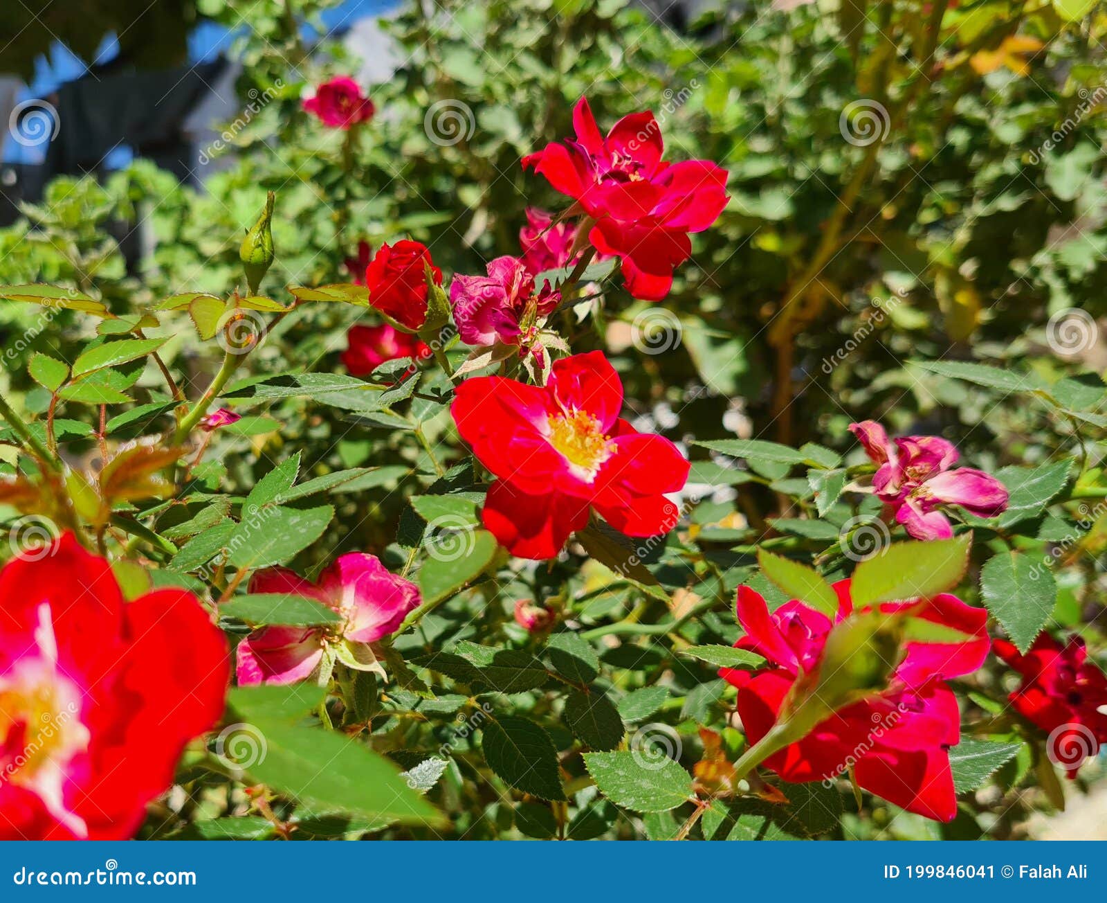 Beautiful Tiny Red Roses in the Garden Stock Image - Image of roses ...