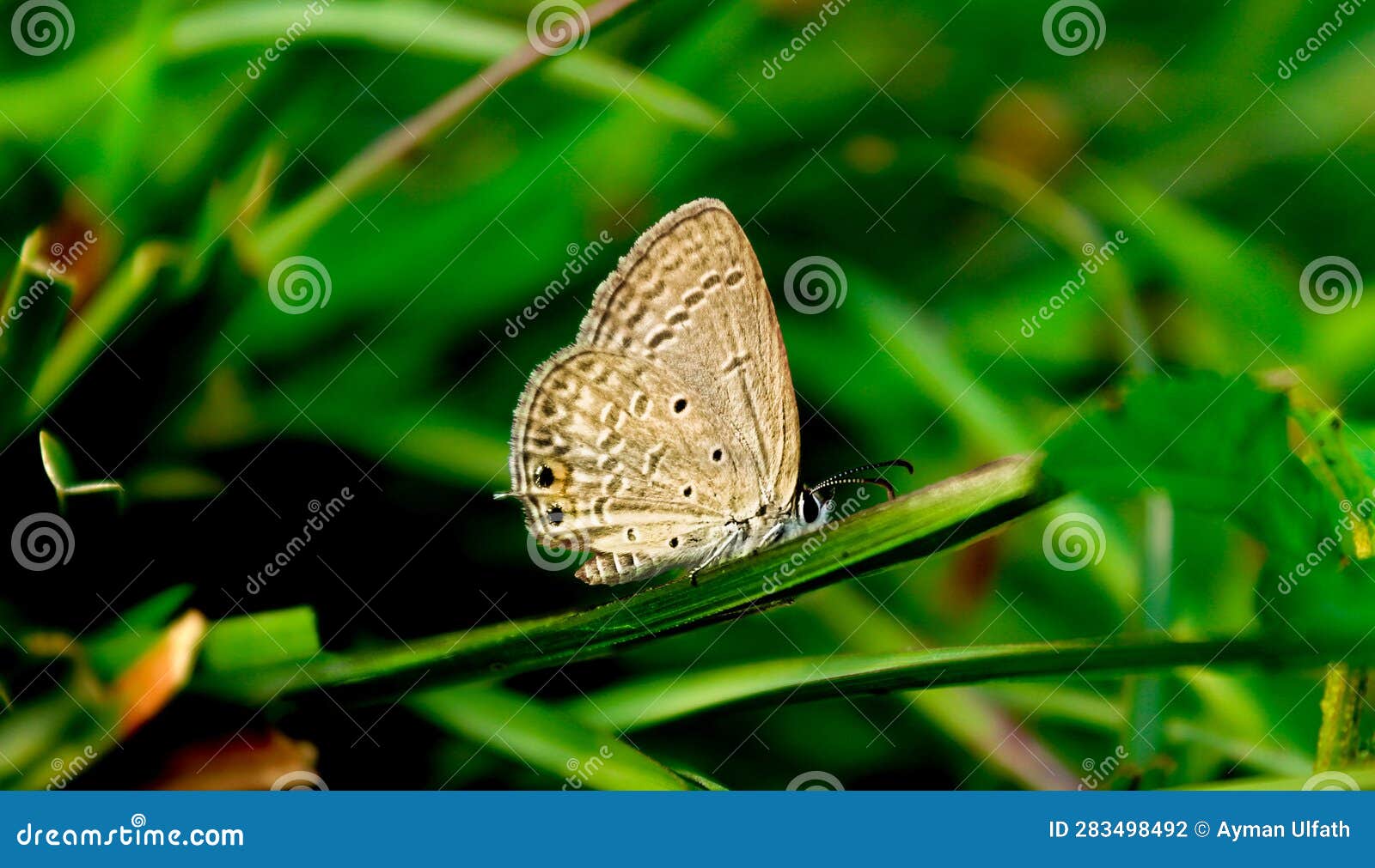Beautiful Tiny Gram Blue Butterfly Stock Photo - Image of resting ...