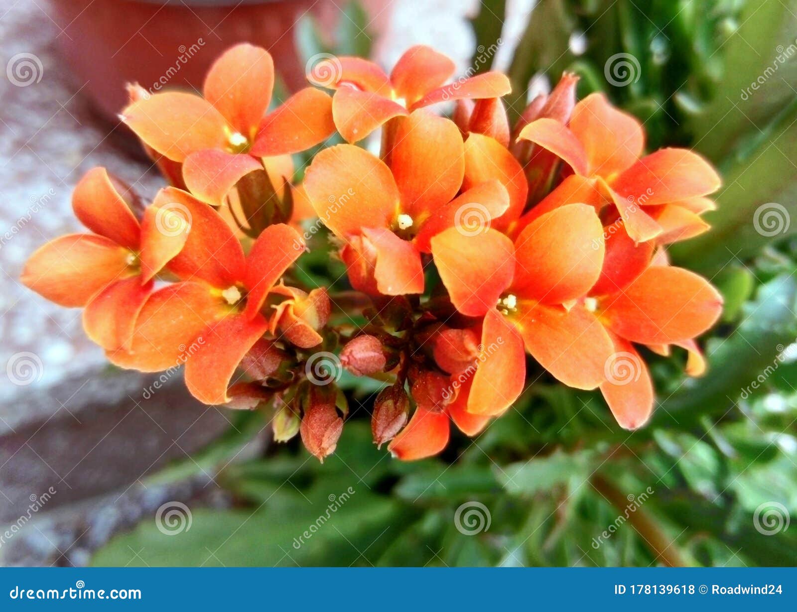 Beautiful Tiny Kalanchoe Flowers Stock Photo - Image of flora ...