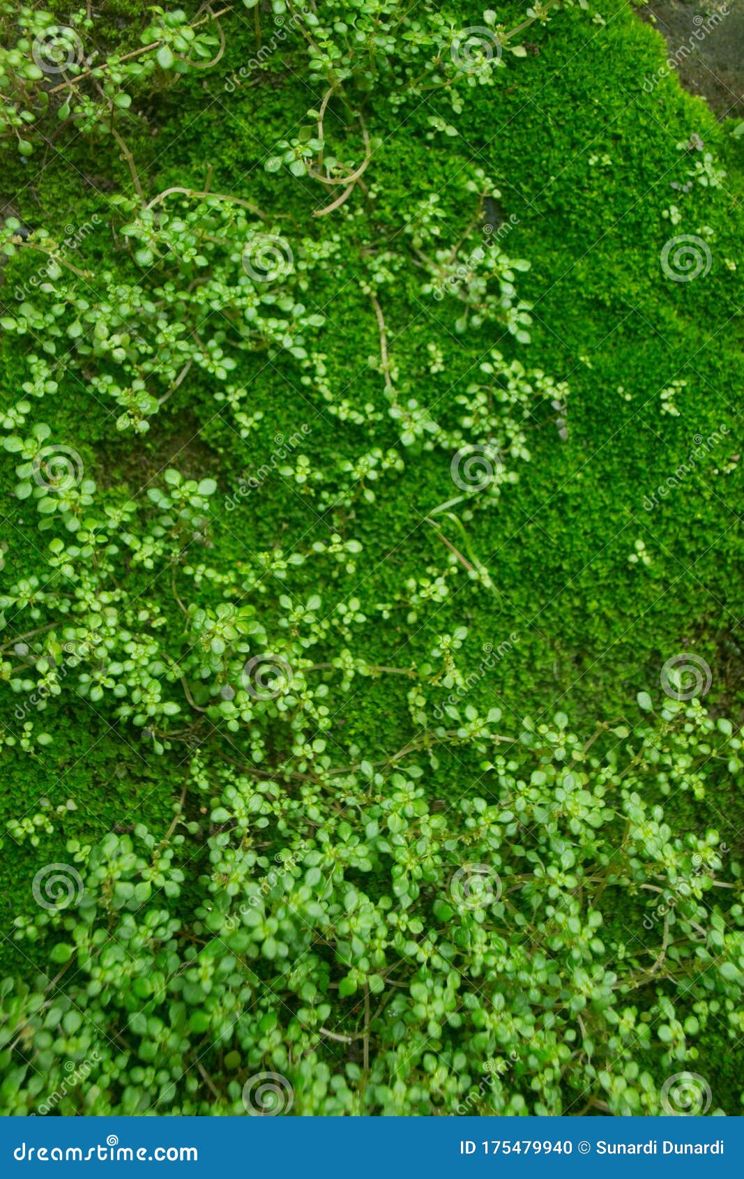 Beautiful Tiny Leaves Formation Stock Photo - Image of tiny, beautiful ...