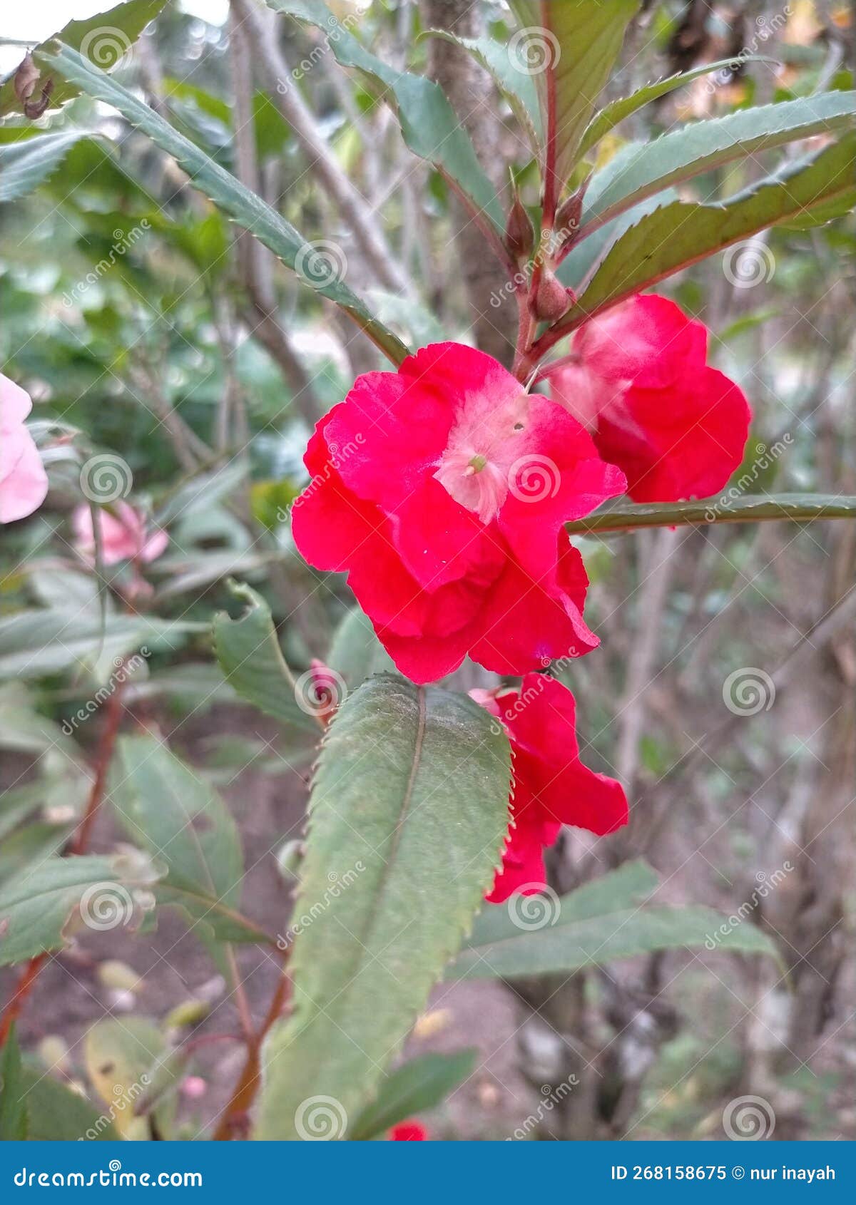 Beautiful, Tiny Orchid-like Red Henna Flowers Stock Image - Image of ...