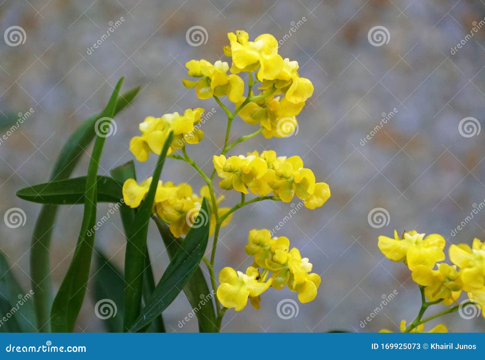 Beautiful Tiny Orchids with Scientific Name Oncidium Cheirophorum Stock ...