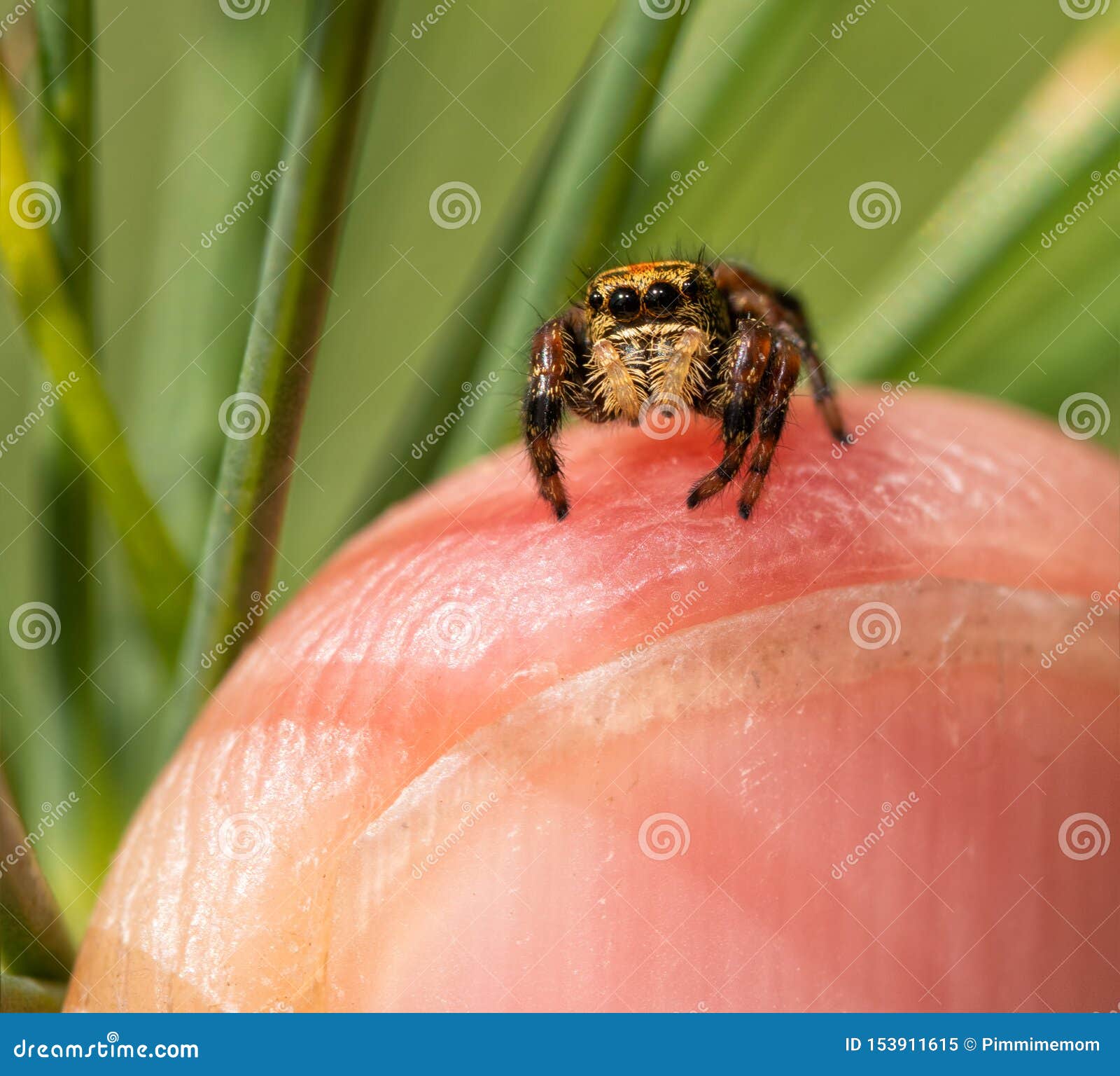 Beautiful but Tiny Phidippus Clarus, Brilliant Jumping Spider Sitting ...