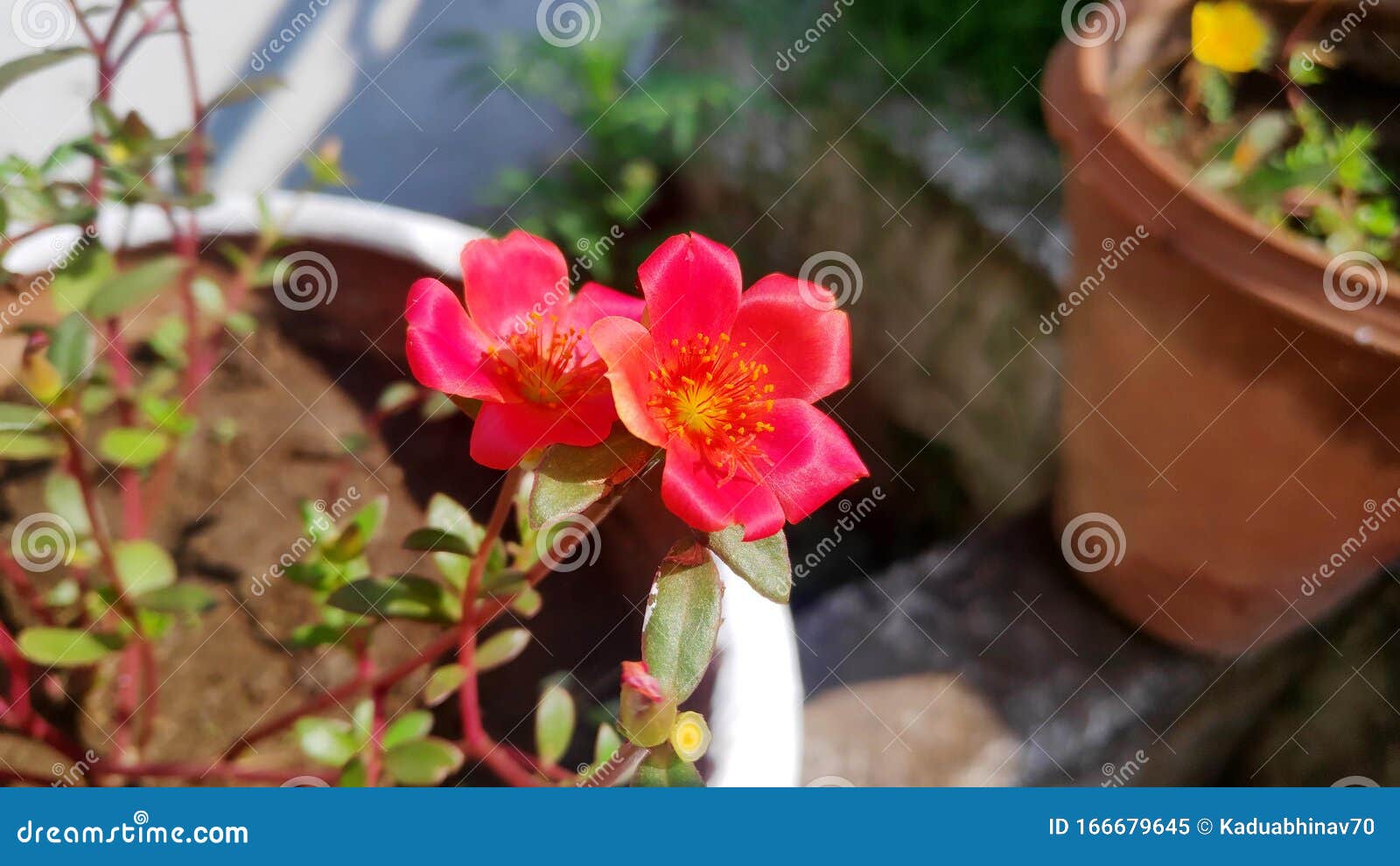 Beautiful tiny red flowers stock image. Image of flowers - 166679645