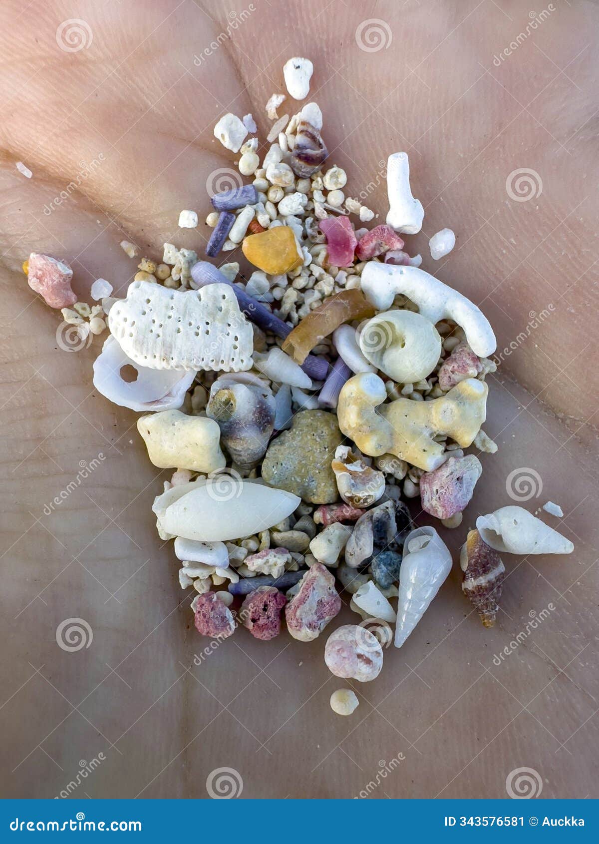 Beautiful Tiny Sea Shells and Coral Pieces Stock Image - Image of ...