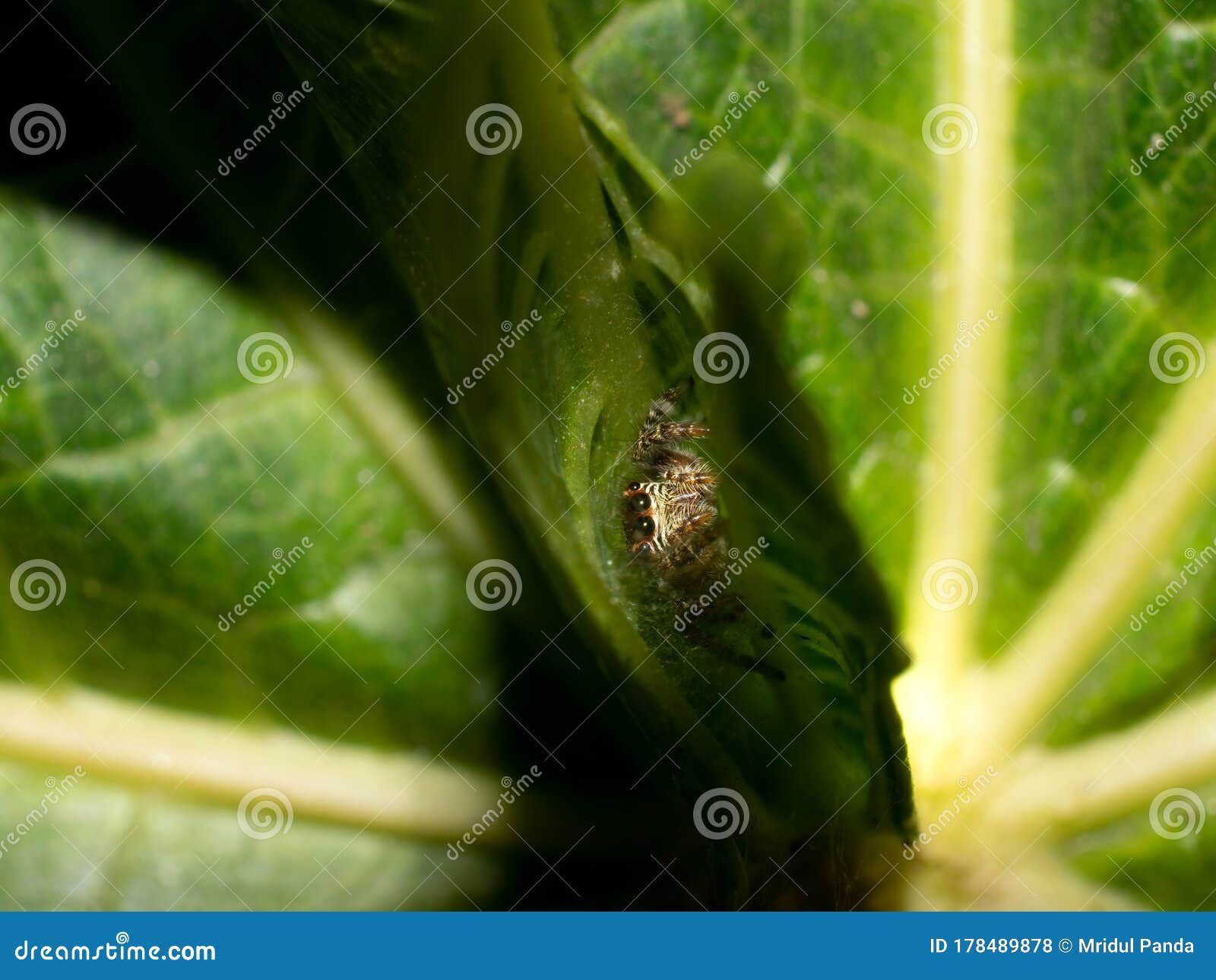 Spider is roaming on leaf stock photo. Image of insects - 178489878