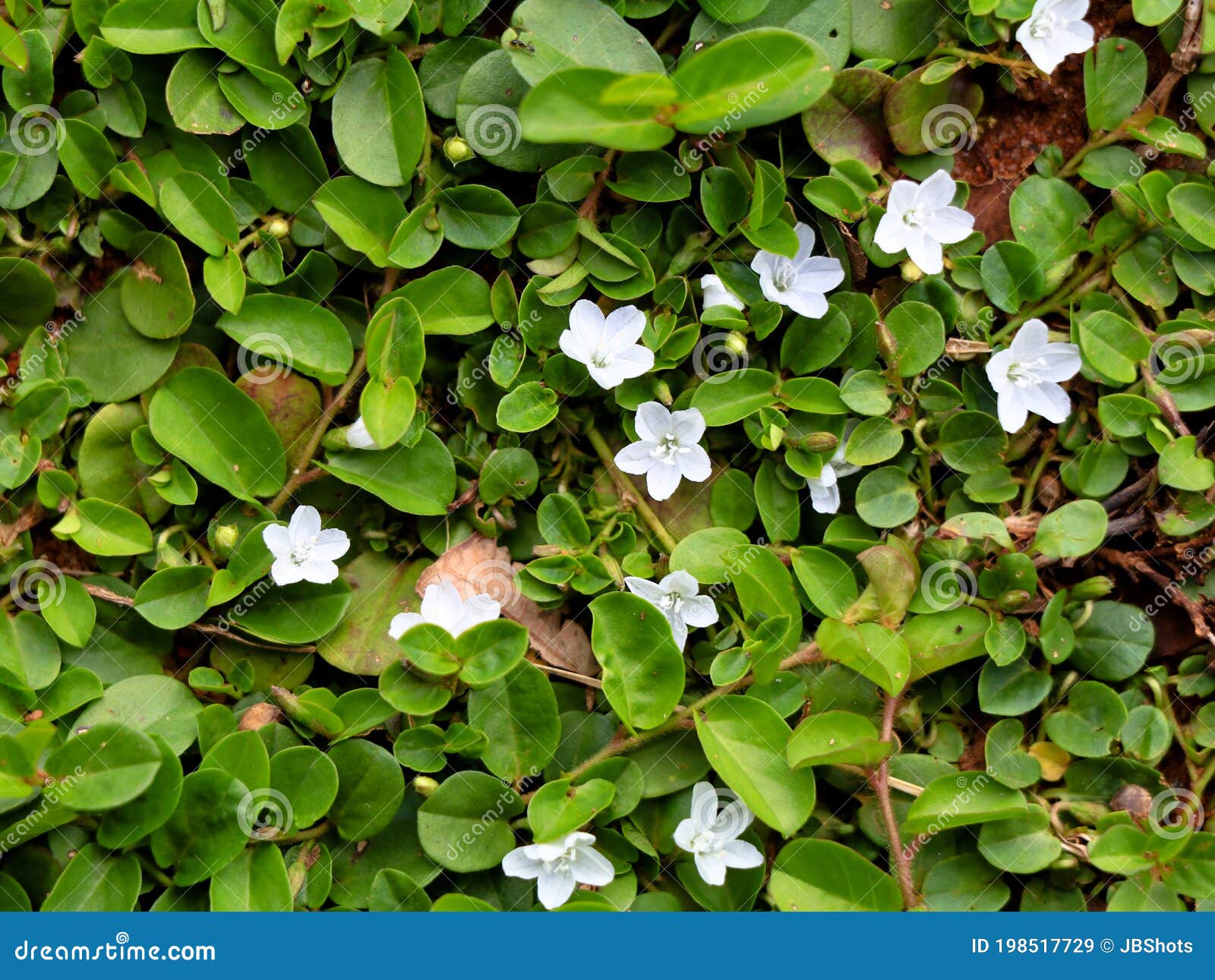 Beautiful Tiny White Color Flowers of a Creeping Weed Stock Image ...