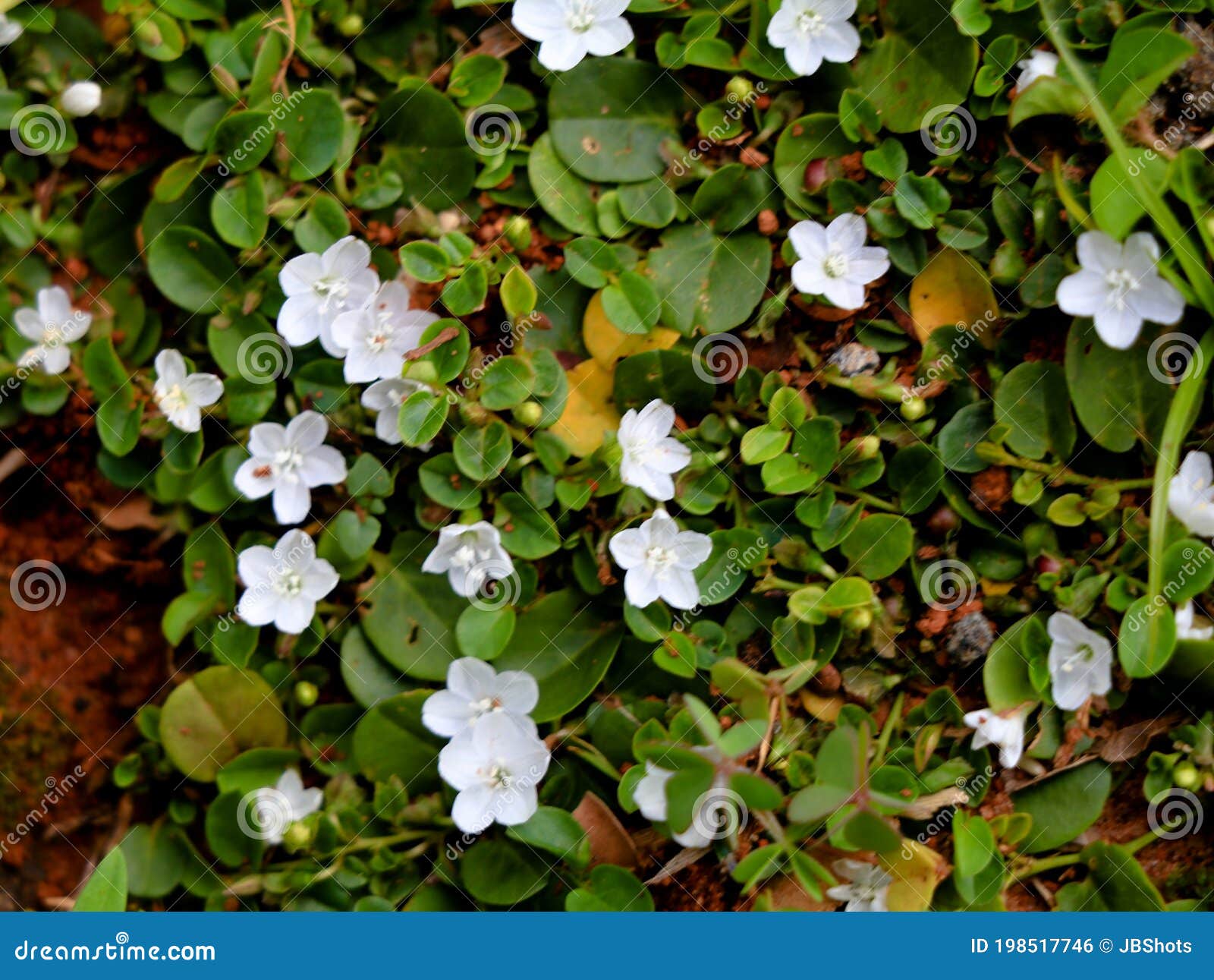 Beautiful Tiny White Color Flowers of a Creeping Weed Stock Photo ...