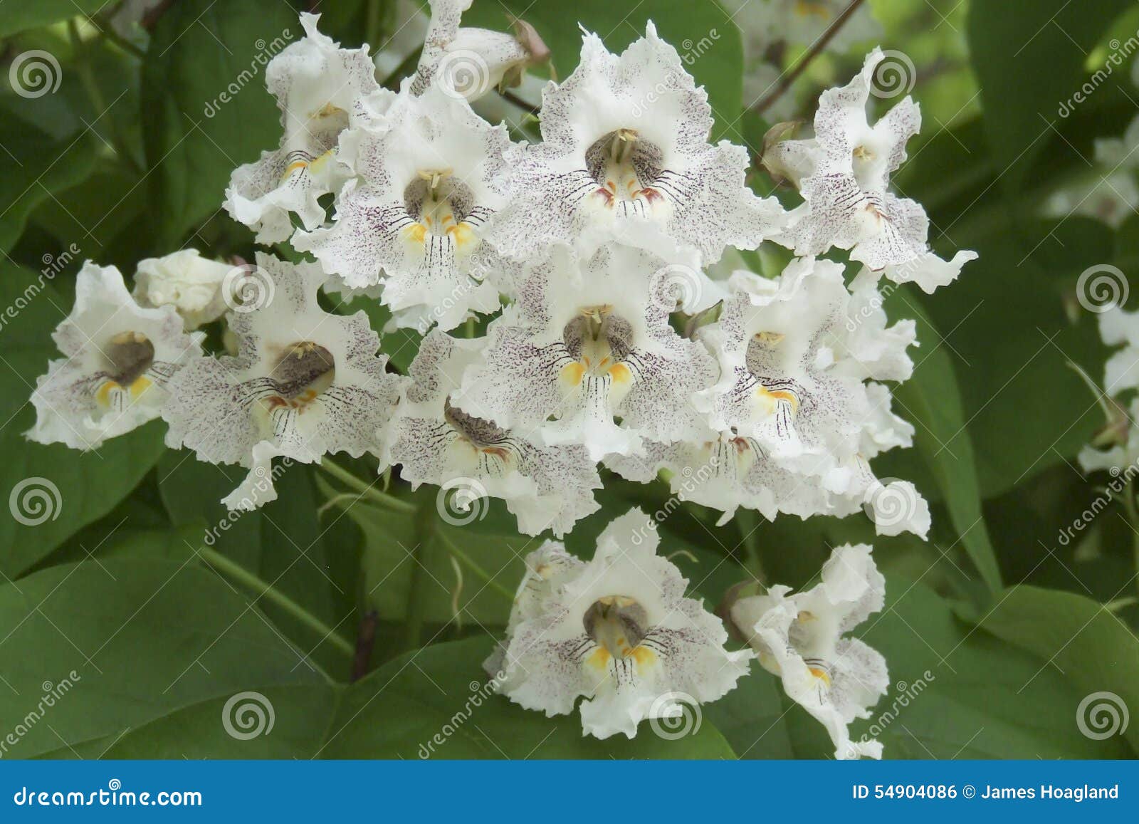Beautiful Tiny White Flowers Flowing Down a Tree Stock Photo - Image of ...
