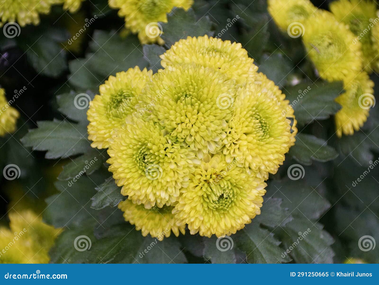Beautiful Tiny Yellow Flowers of Pompon Mum Kermit Stock Image - Image ...