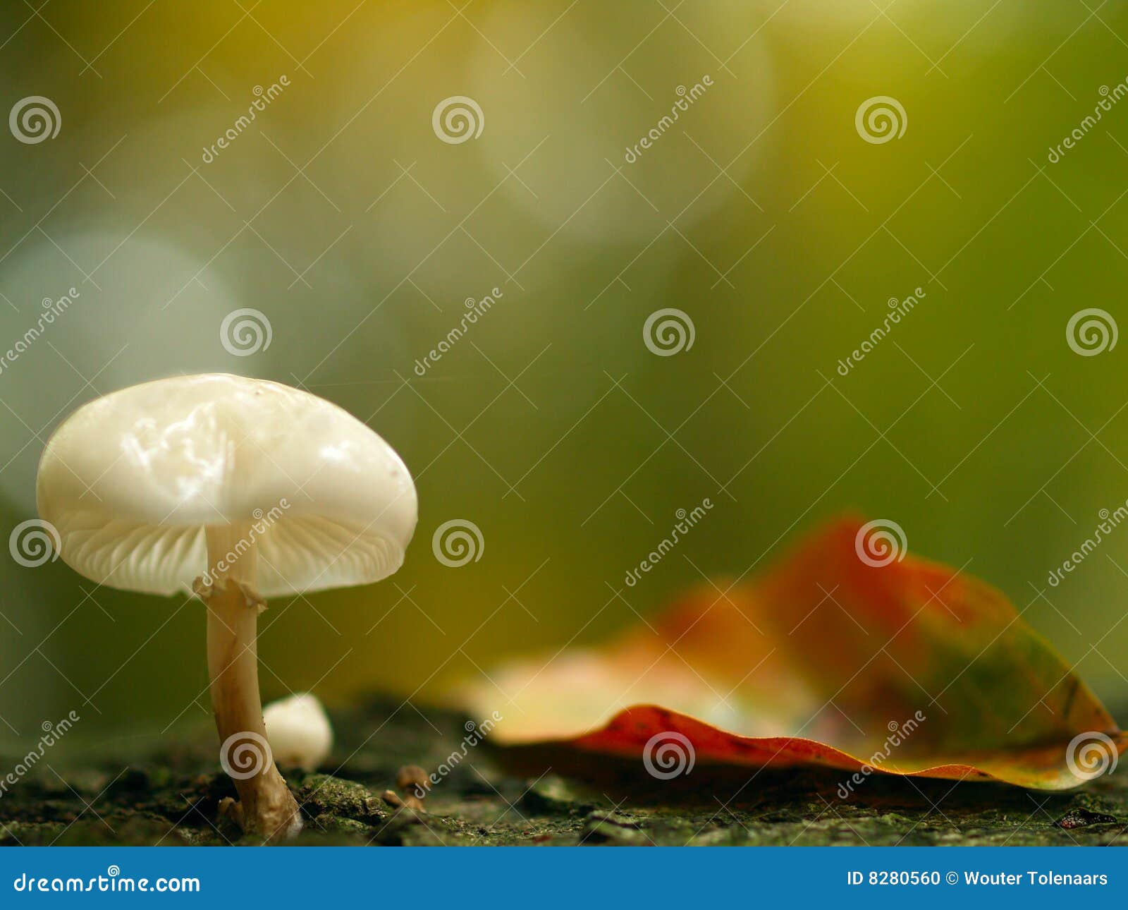 Beautiful toadstool stock photo. Image of colors, fall - 8280560