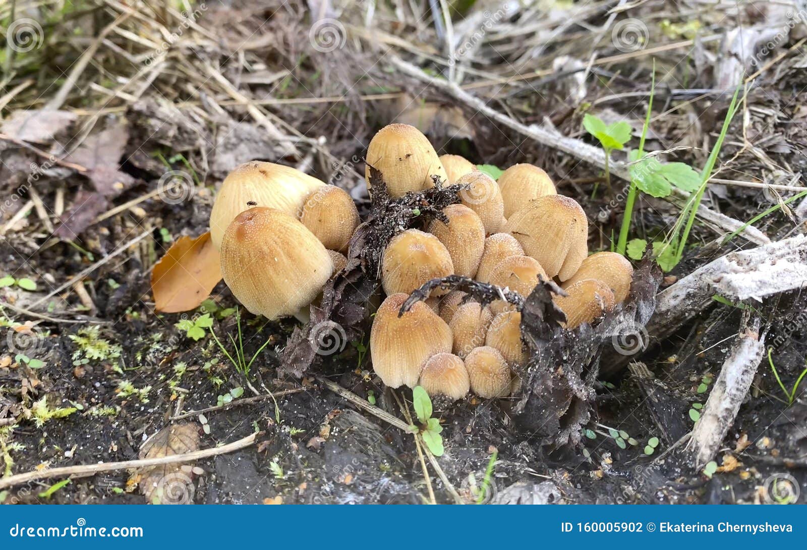 Beautiful Toadstool by a Tree in a Summer Forest Stock Photo - Image of ...