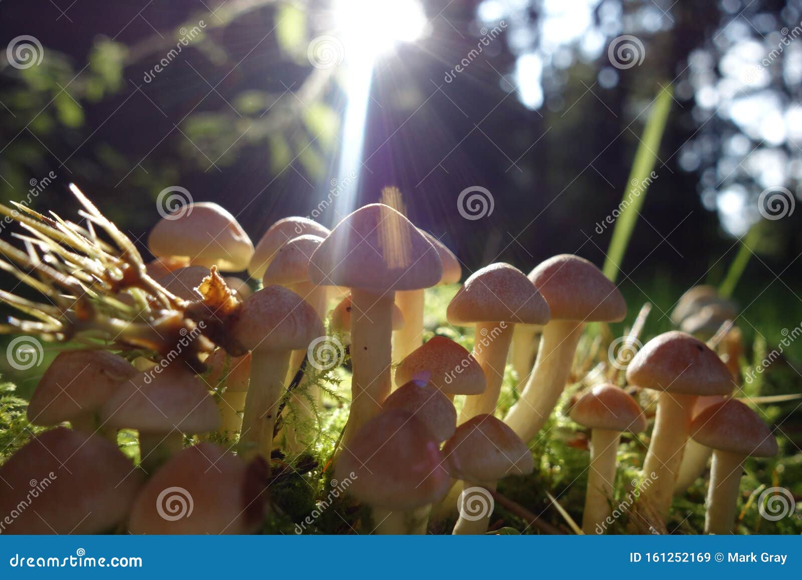 Beautiful Toadstools stock image. Image of fall, toadstools - 161252169