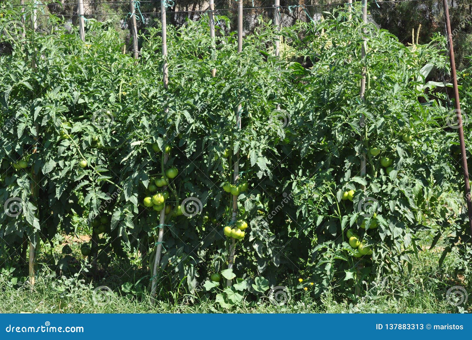The Beautiful Tomato in Farmland Stock Image - Image of natural, crop ...
