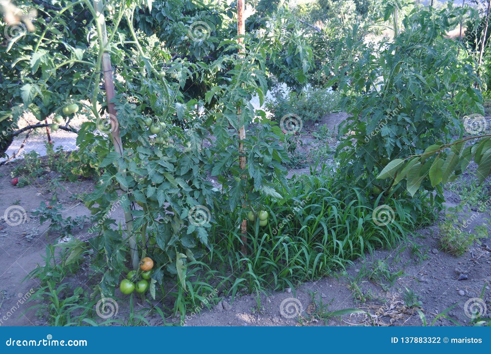The Beautiful Tomato in Farmland Stock Photo - Image of farming, grass ...