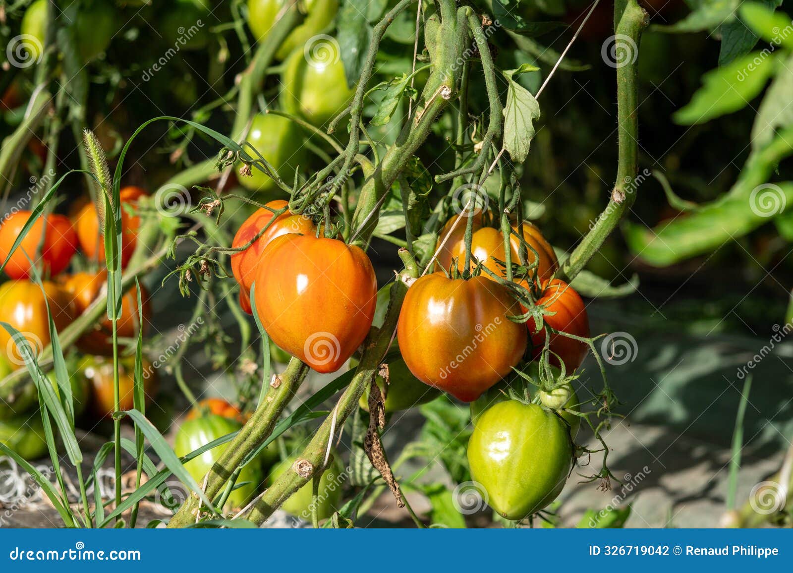 Beautiful Tomatoes on the Bush Stock Photo - Image of scene, ripe ...