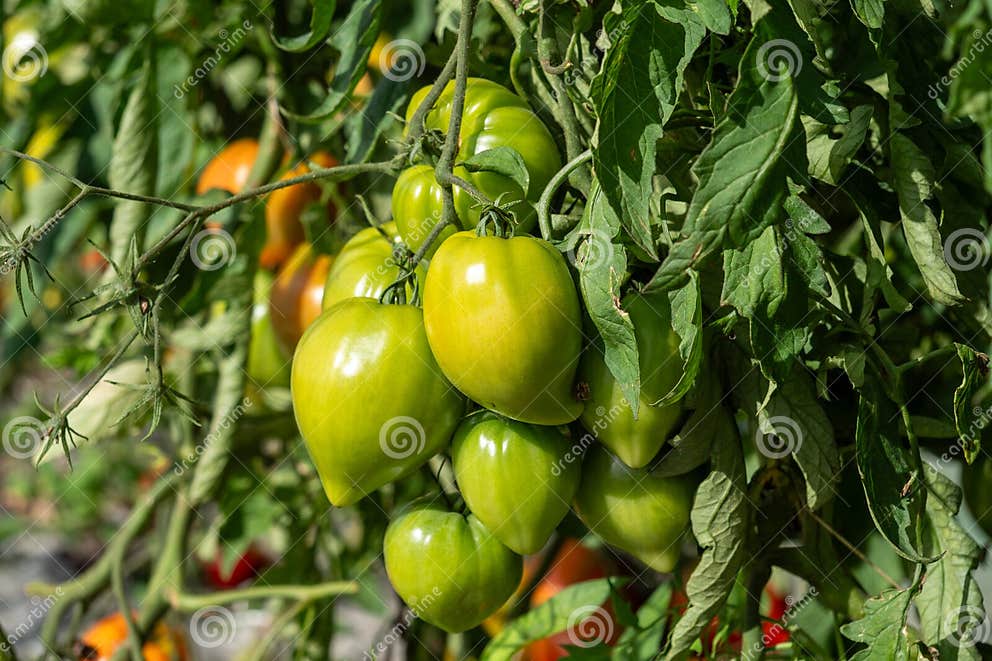 Beautiful Tomatoes on the Bush Stock Photo - Image of beauty, food ...