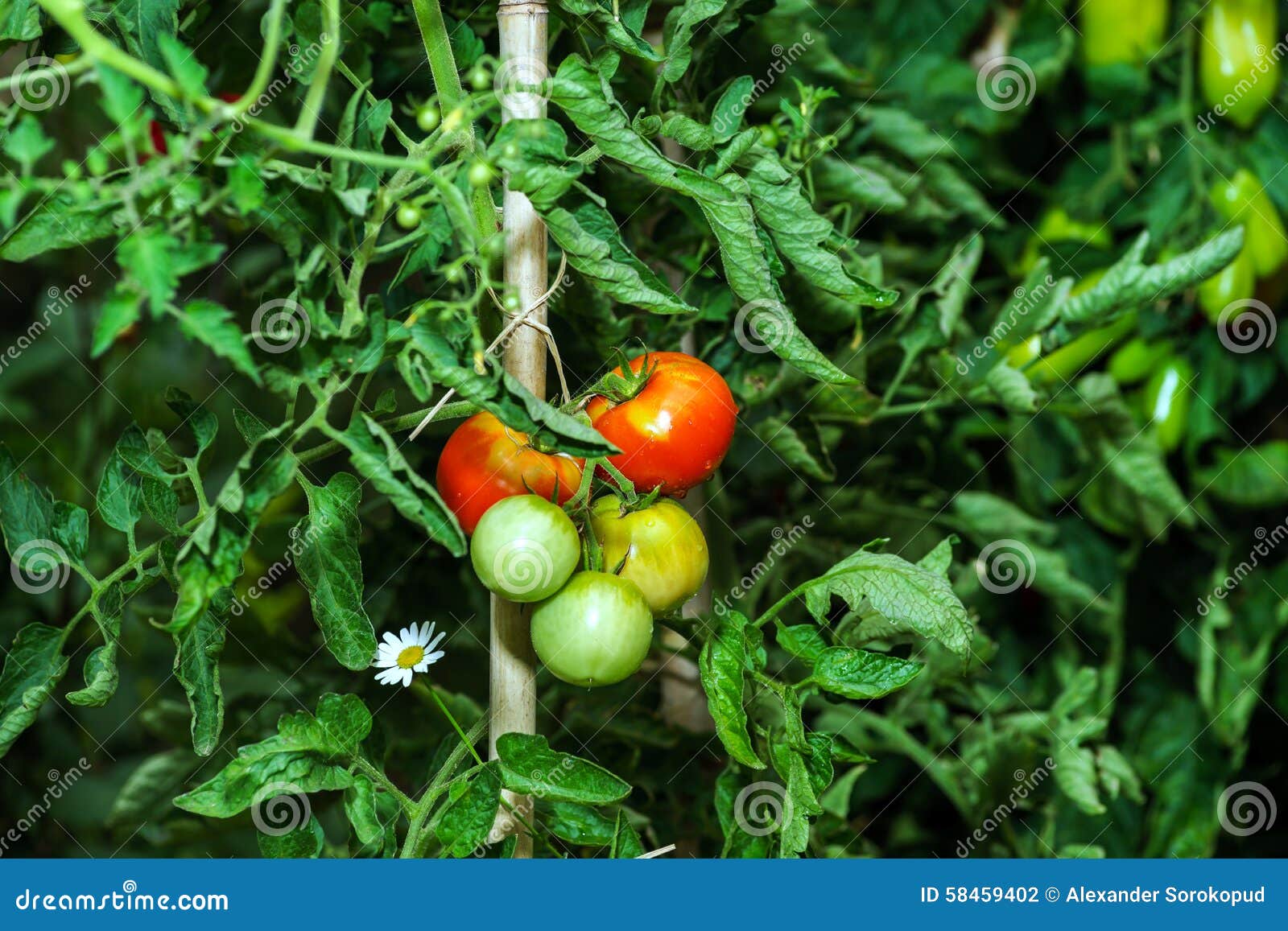 Beautiful Tomatoes in the Summer Garden Stock Photo - Image of garden ...