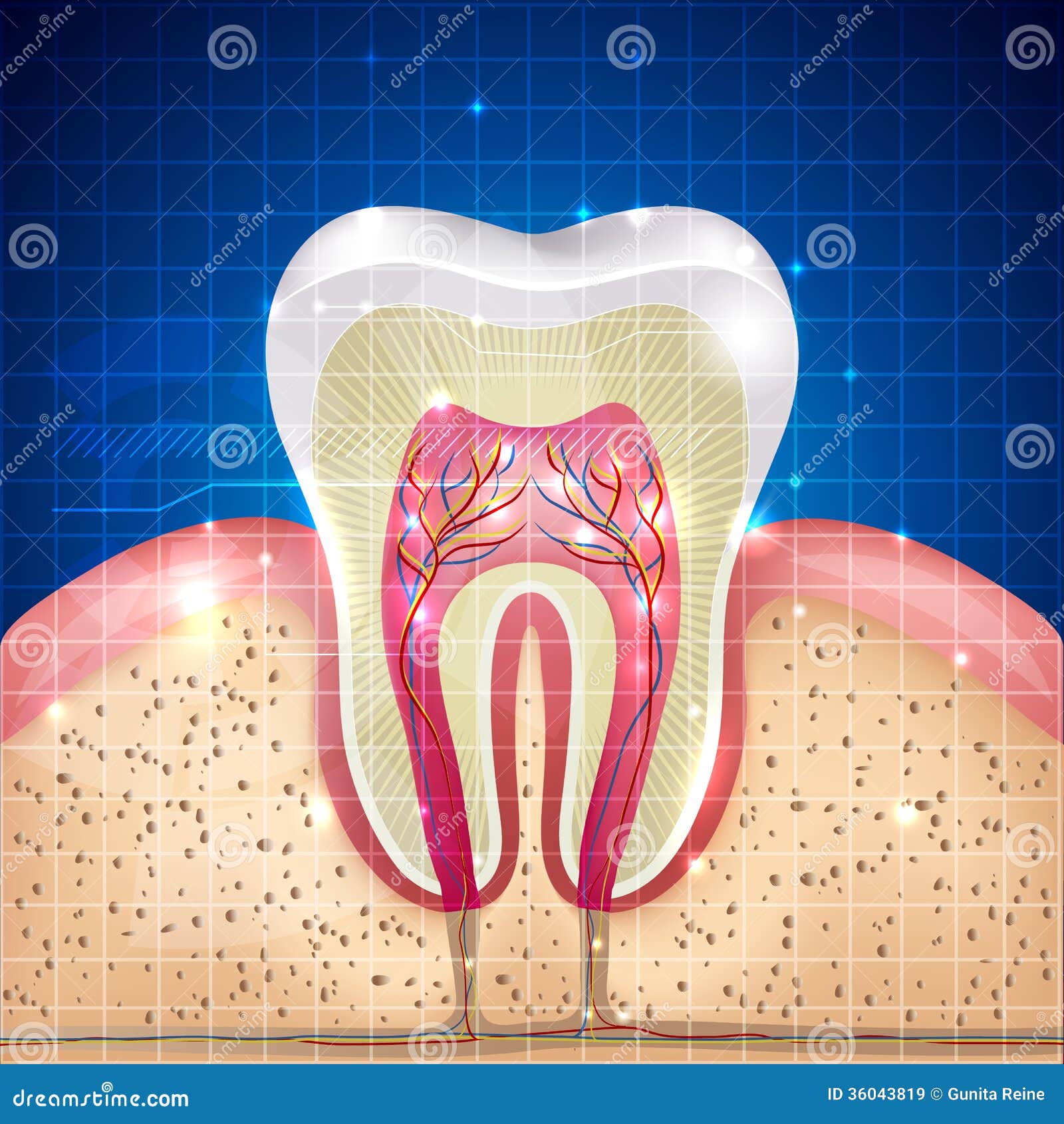 Beautiful Tooth Cross Section Stock Vector - Illustration of anatomical ...