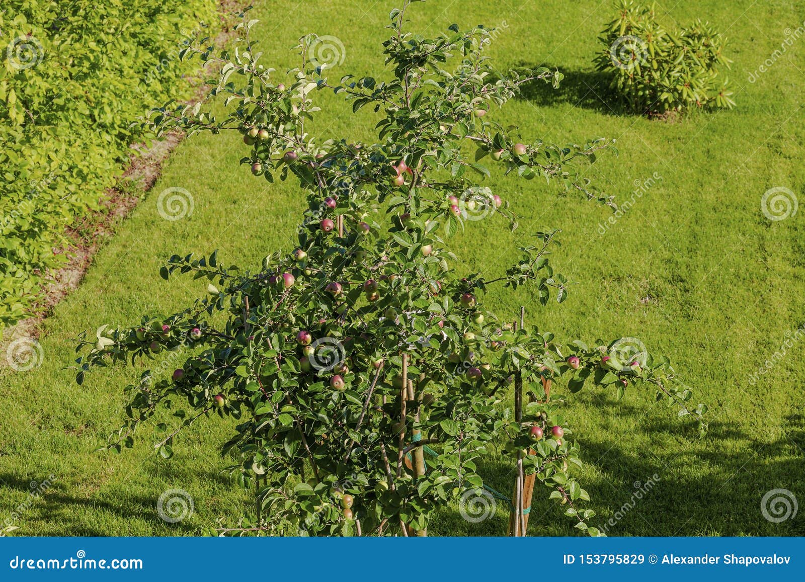 Beautiful Top Down View of Apple Tree Full of Apples on Green Grass ...