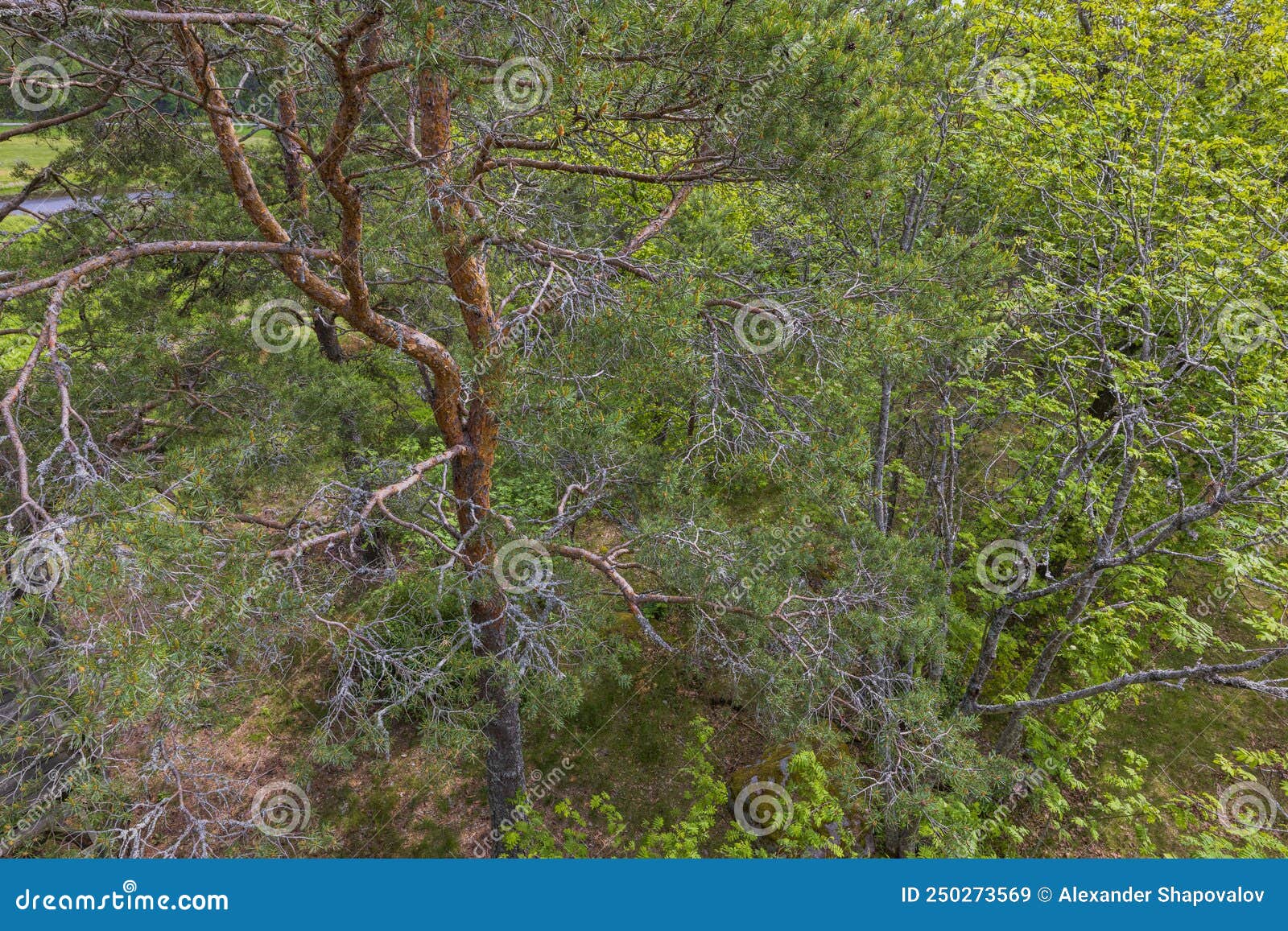 Beautiful Top Down View of Forest Landscape with Pine Trees and River ...
