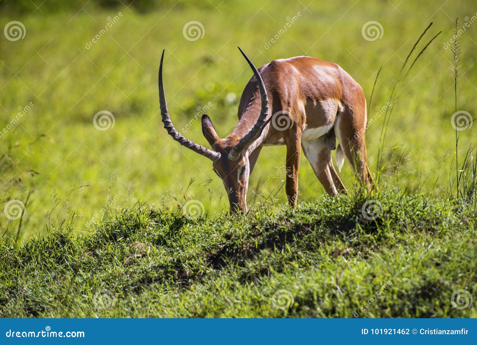 A beautiful Topi antelope stock photo. Image of africa - 101921462